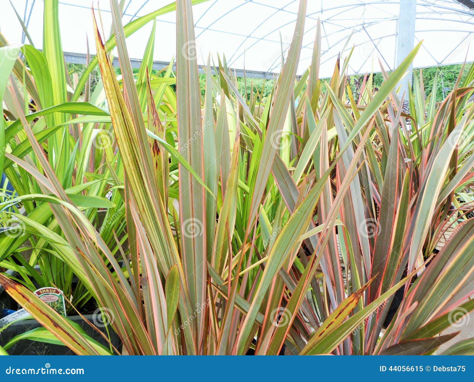 Phormium stock image. Image of zealand, garden, thriving - 44056615