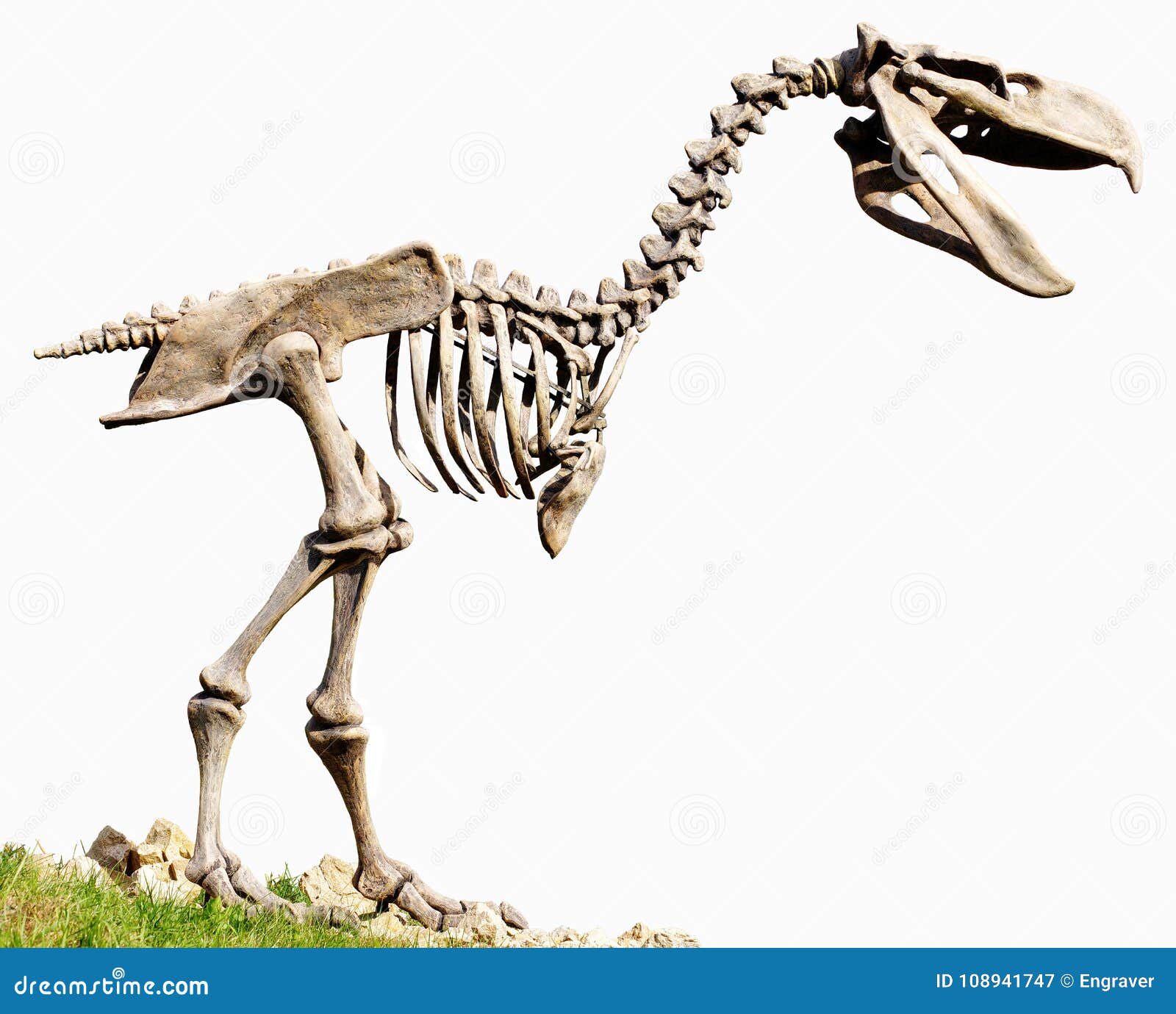 Titanis Walleri Skeleton