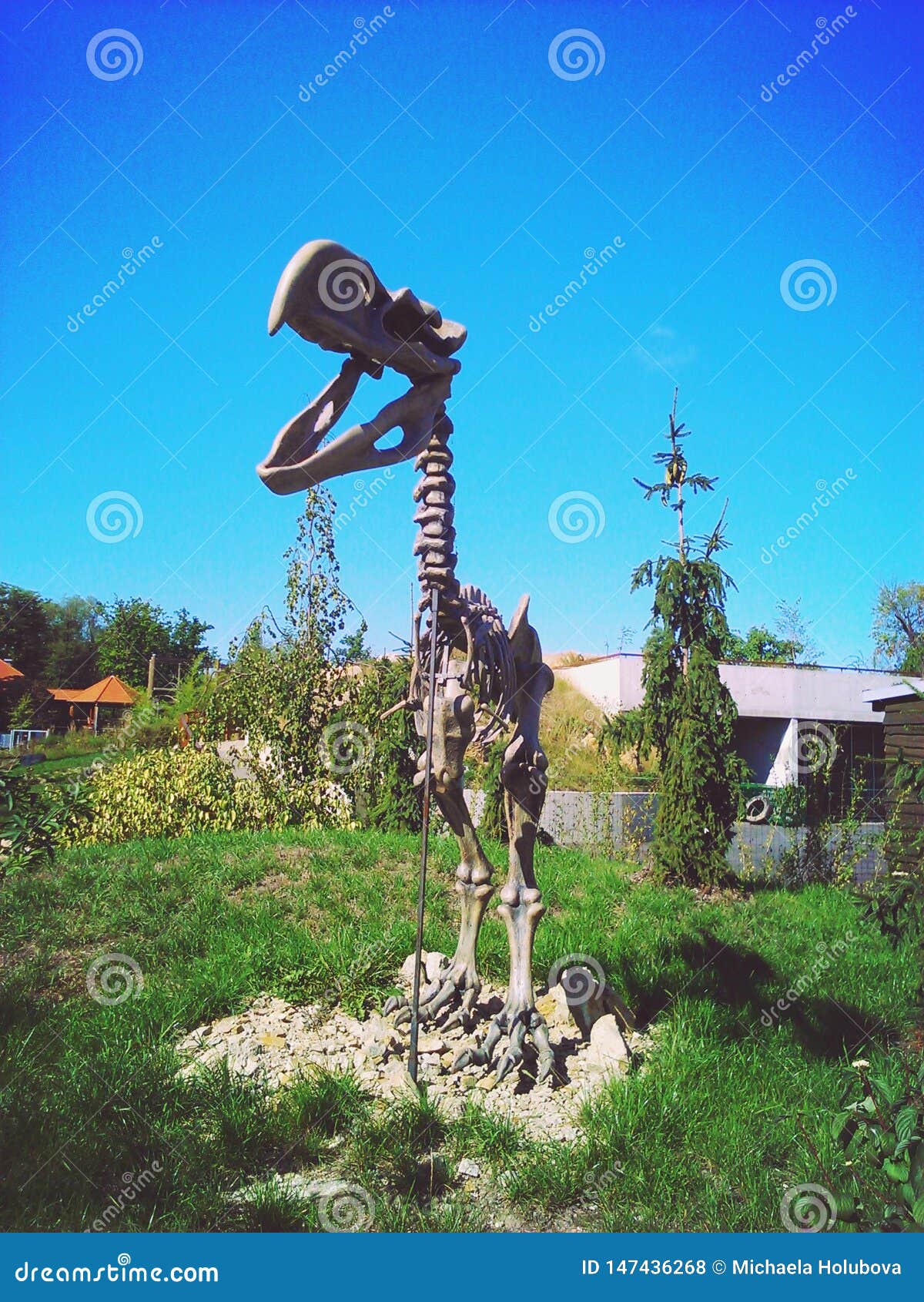 Extinct Flightless Bird Dodo Specimen Editorial Image | CartoonDealer ...