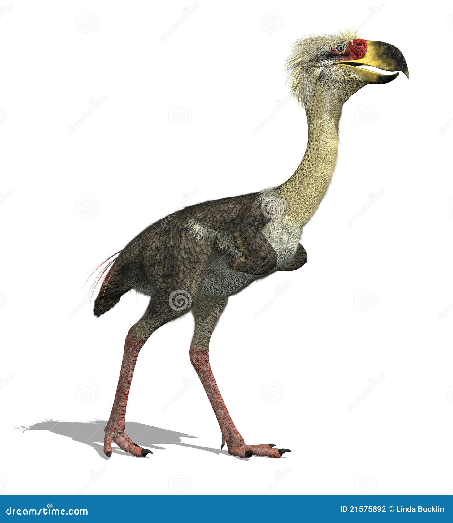 Phorusrhacos Longissimus
