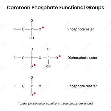 Phosphate Ion Functional Groups Biochemistry Vector Infographic Stock ...