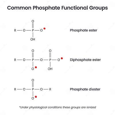 Phosphate Ion Functional Groups Biochemistry Vector Infographic Stock ...