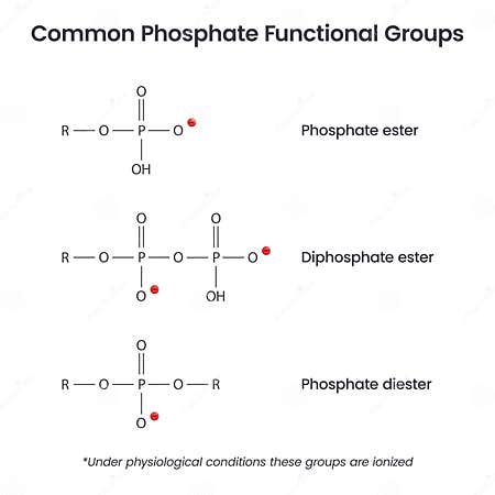 Phosphate Ion Functional Groups Biochemistry Vector Infographic Stock ...