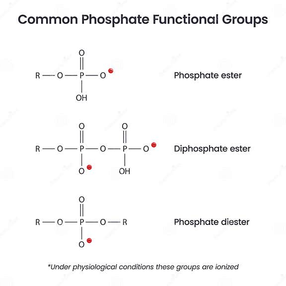 Phosphate Ion Functional Groups Biochemistry Vector Infographic Stock ...