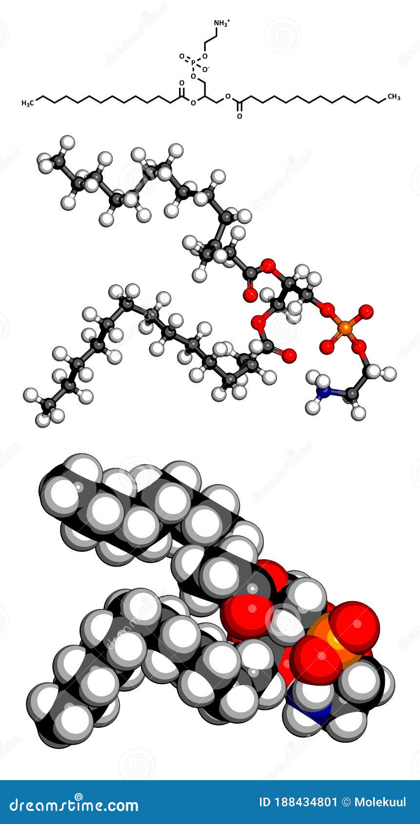 Phosphatidylethanolamine PE Cell Membrane Building Block Molecule ...