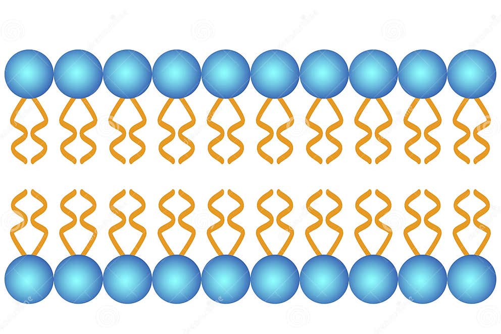 Phospholipid Bilayer Structure, Cell Membrane Structure Stock ...