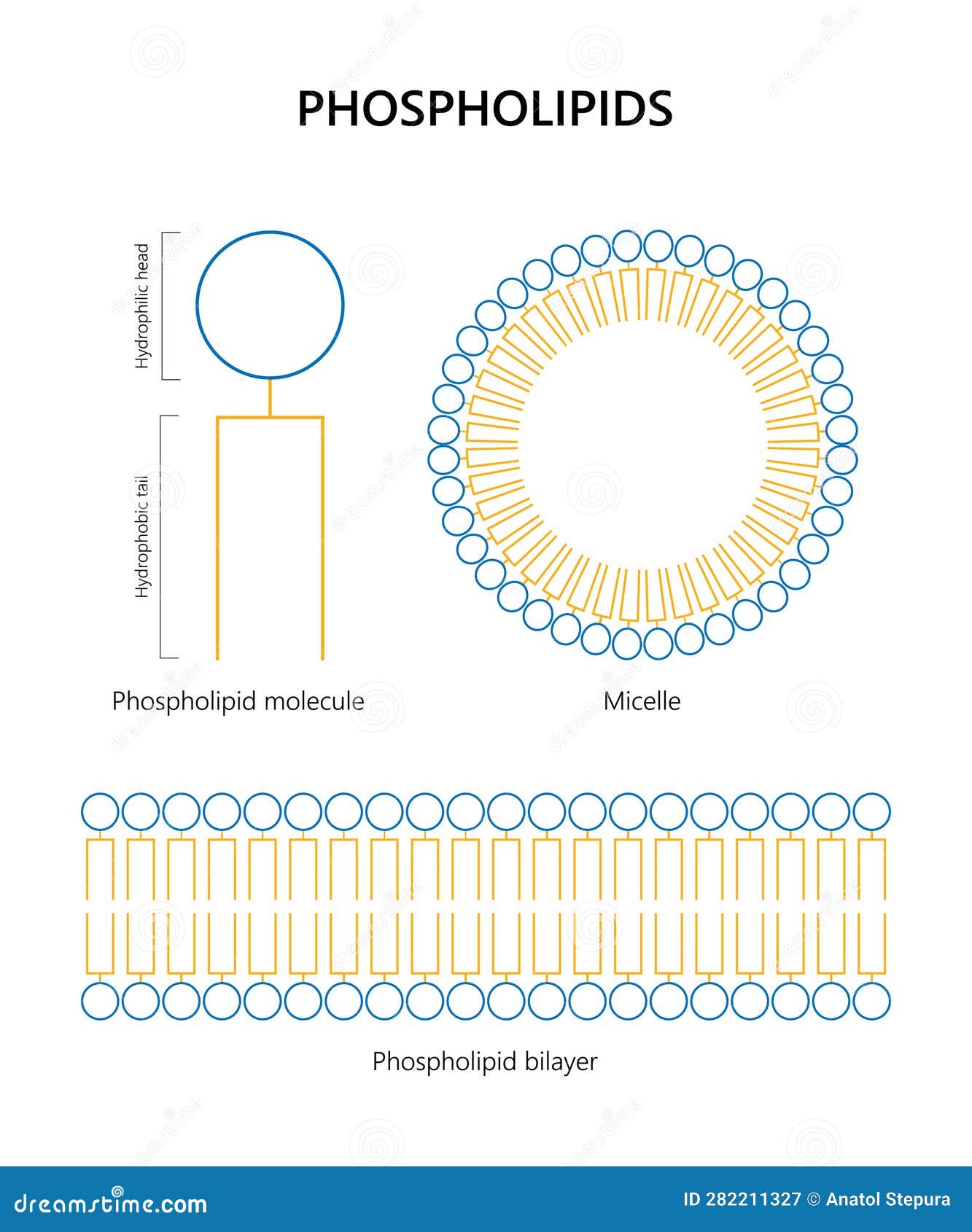 Phospholipid Structure,cell Membrane Structure Infographic. Cartoon ...