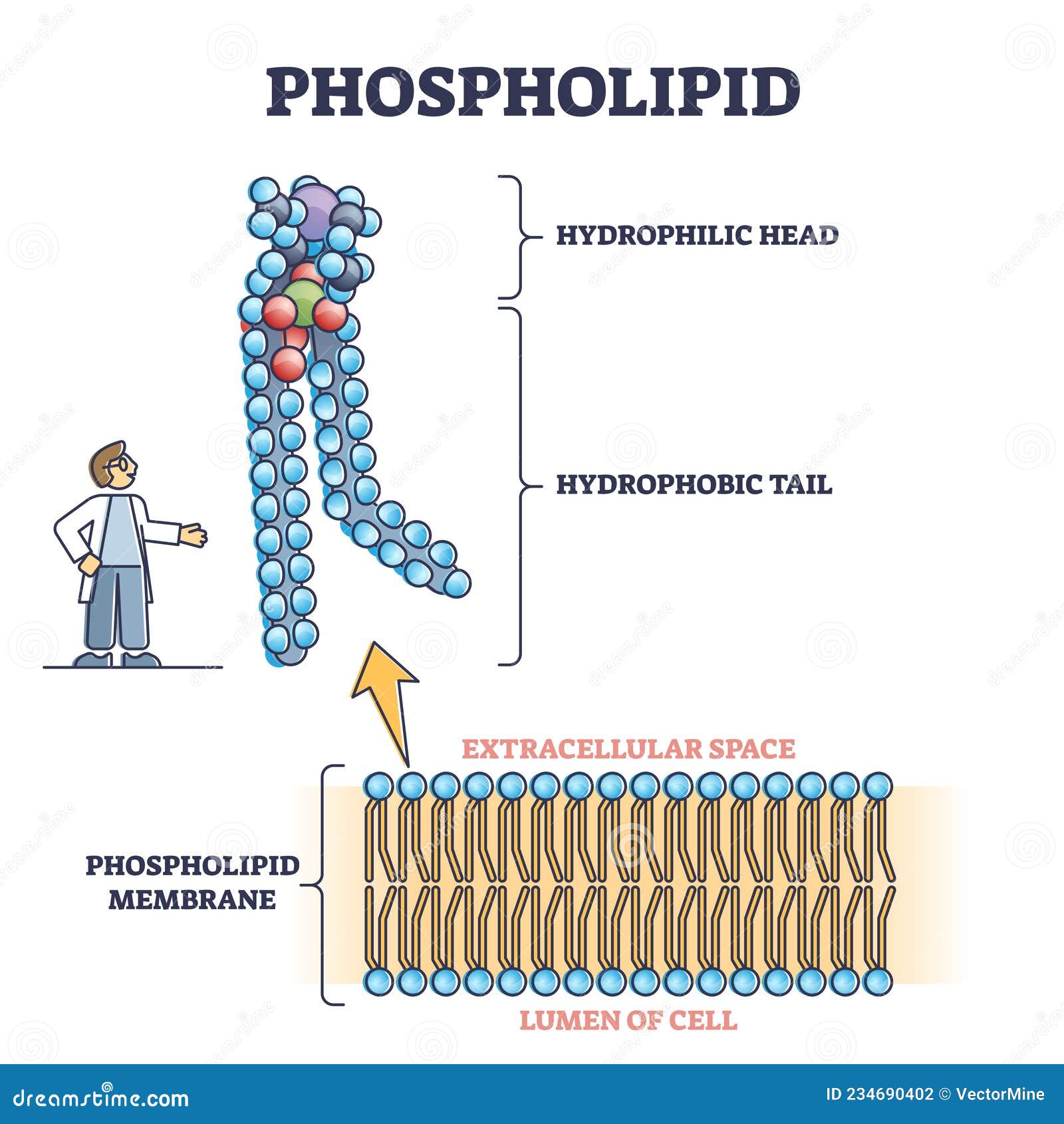 Schematic Diagram Of A Phospholipid The Cell Membrane