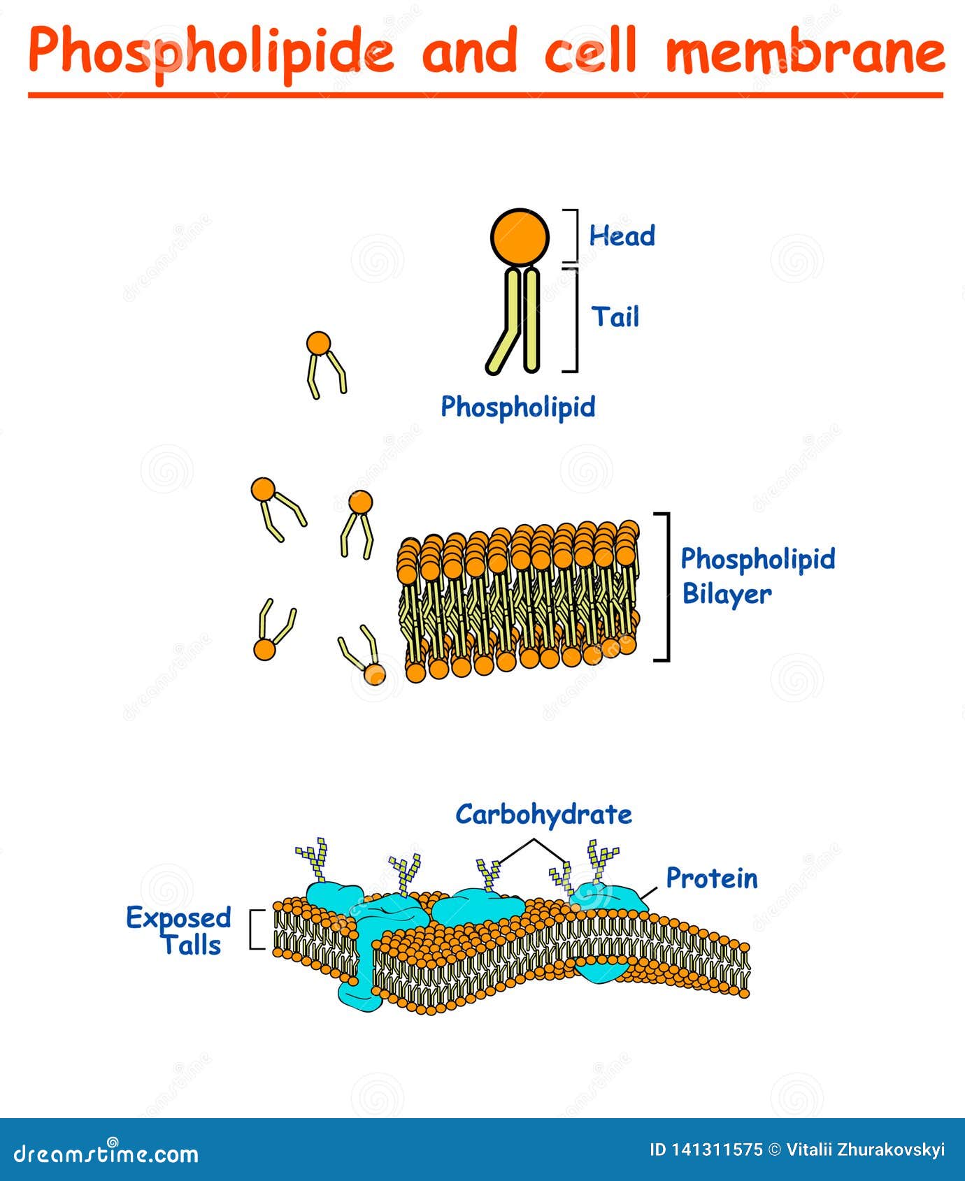 Phospholipides and Cell Mambrains. Cell Membrane Structure Diagram Info ...