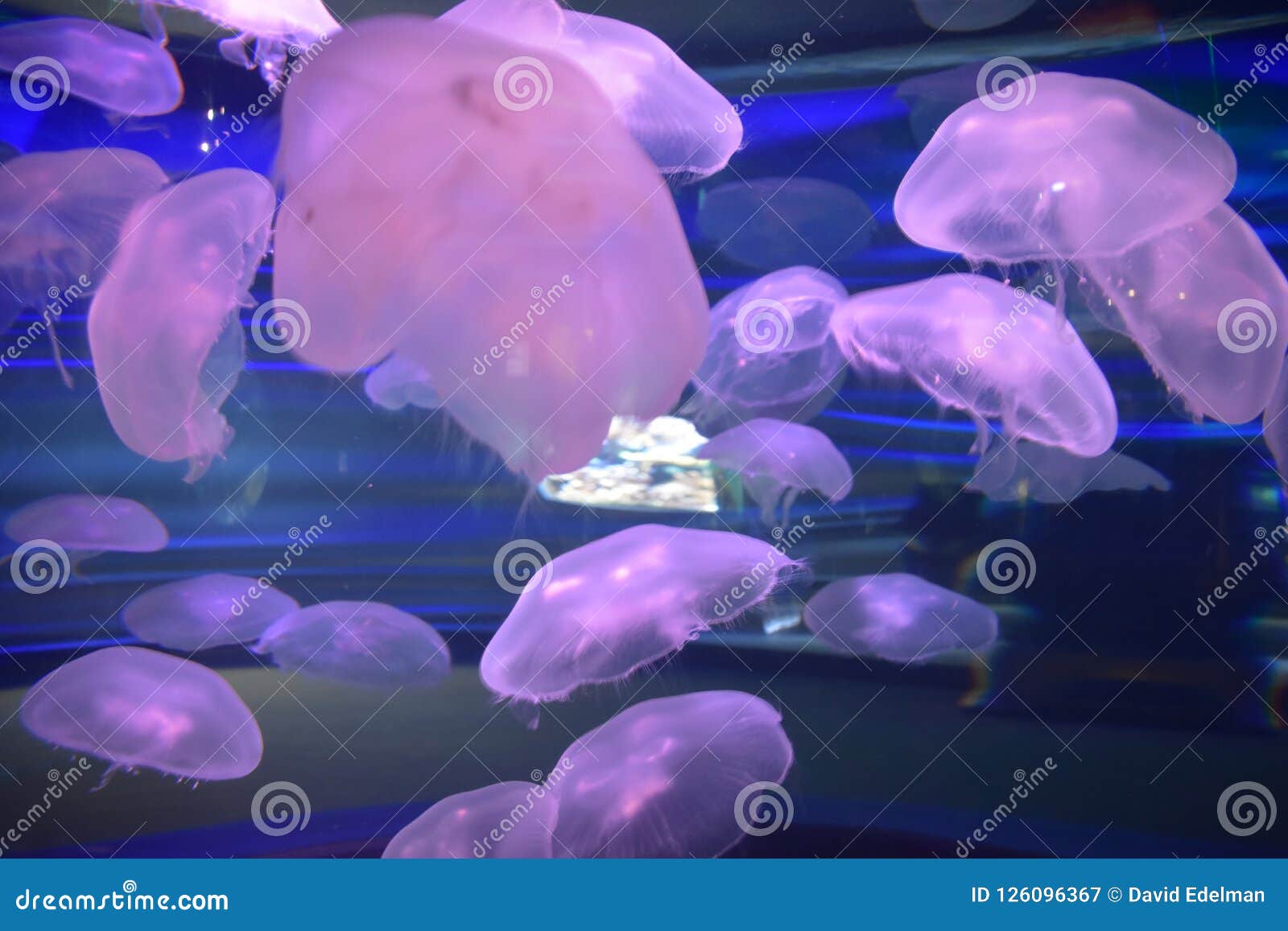 The Phosphorescence of Jellyfish, 2. Stock Image - Image of years, fish ...