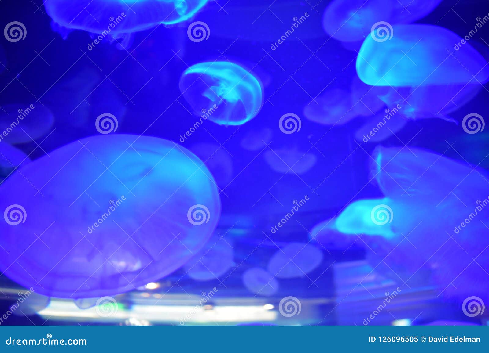 The Phosphorescence of Jellyfish, 1. Stock Image - Image of stage ...