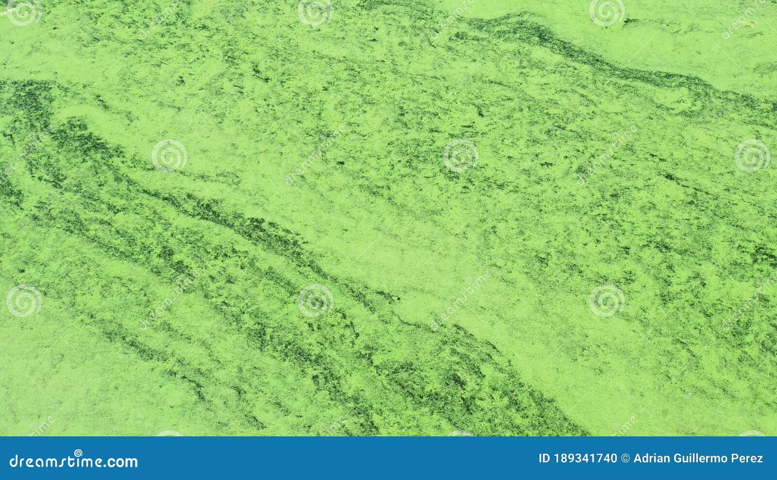113 Texture Paint Algae Lake Stock Photos - Free & Royalty-Free Stock ...