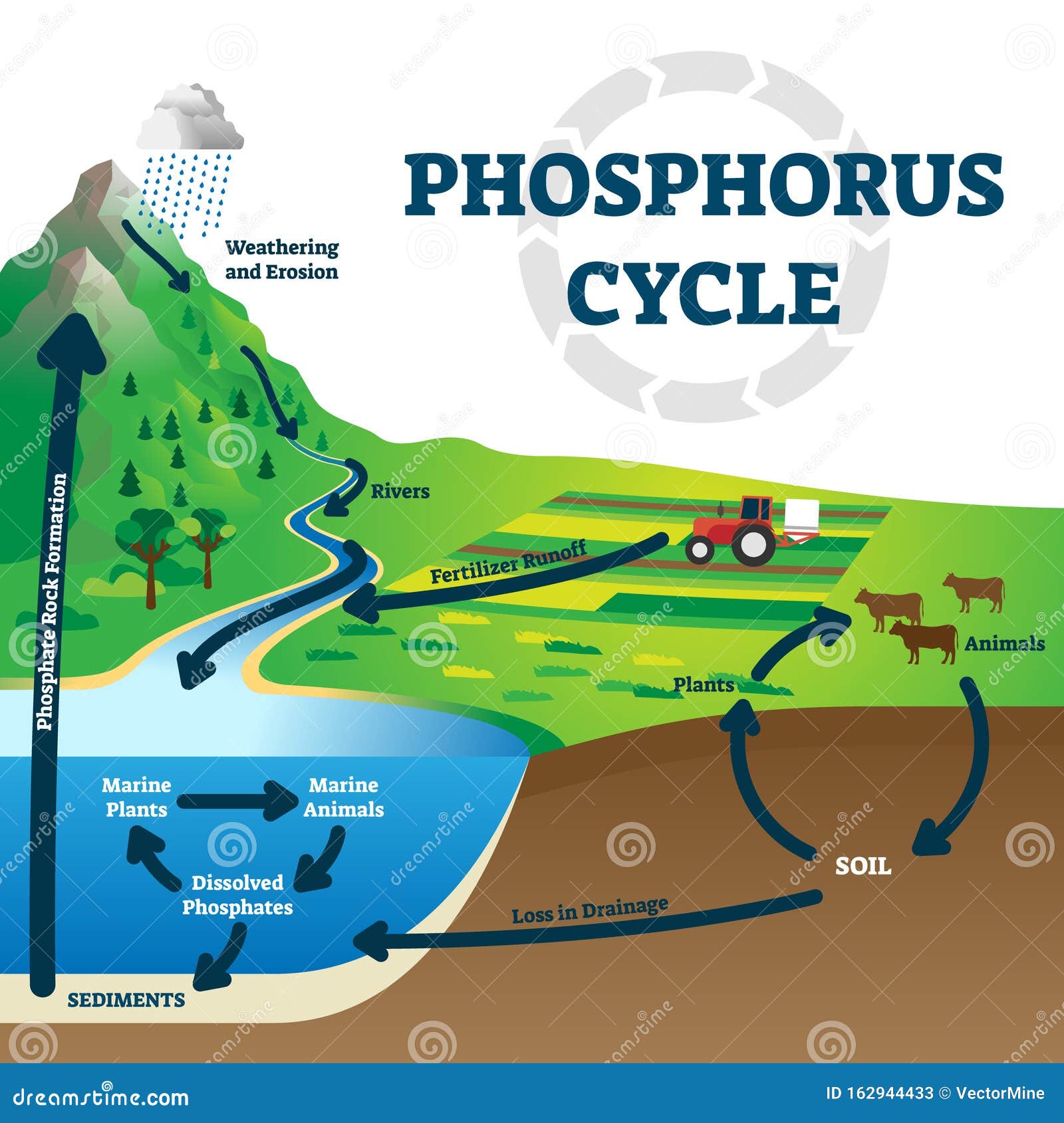 Scheme Of The Phosphorus Cycle, Flats Design Vector Illustration ... Scheme Of The Phosphorus Cycle, Flats Design Vector Illustration ...