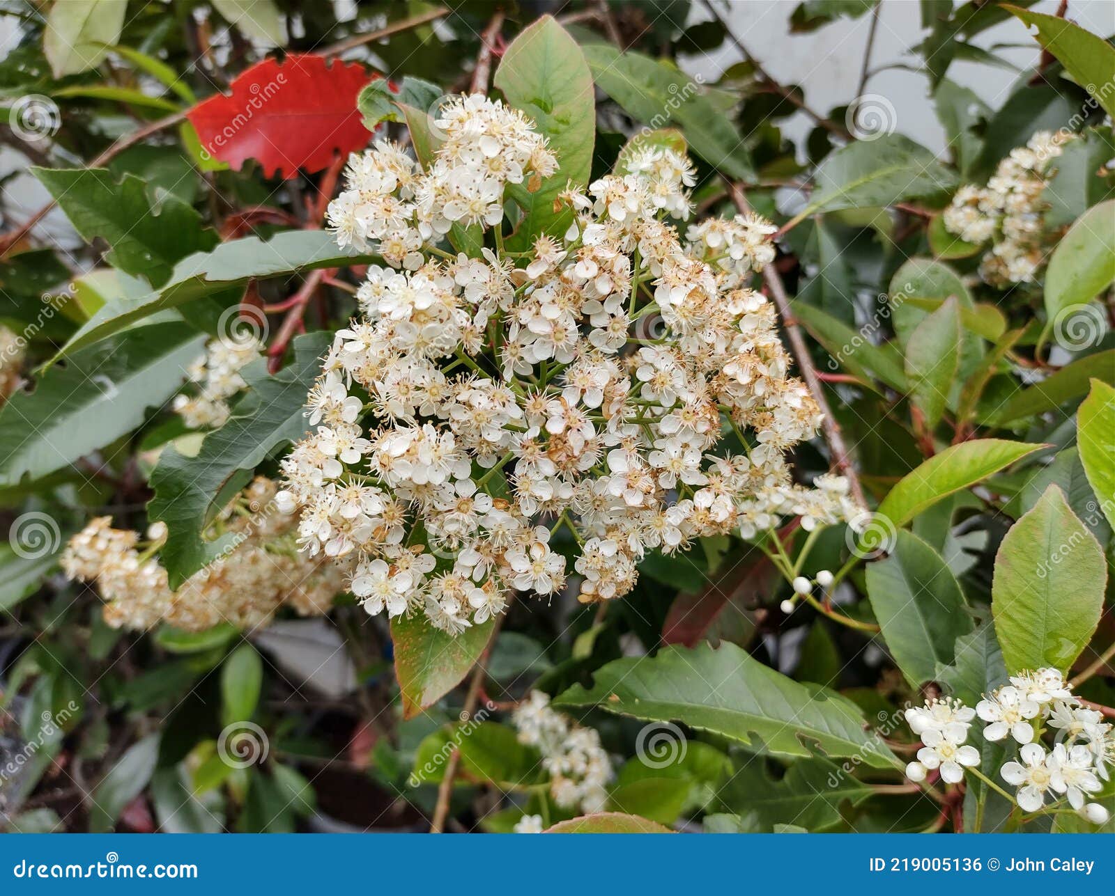 Photinia X Fraseri Red Robin Fotografia Stock - Immagine di verde ...