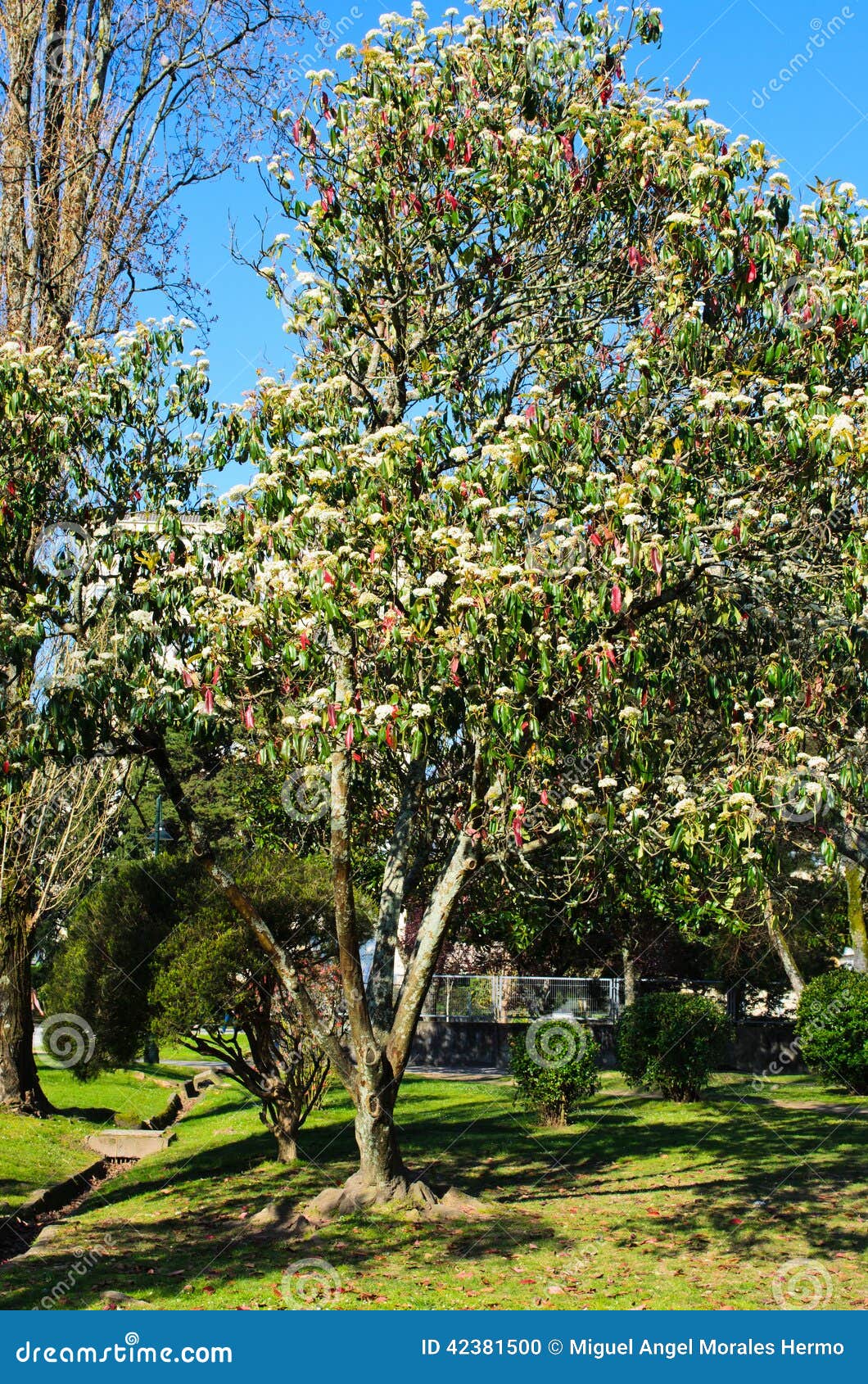 Phitinia Tree Stock Photos - Free & Royalty-Free Stock Photos from ...