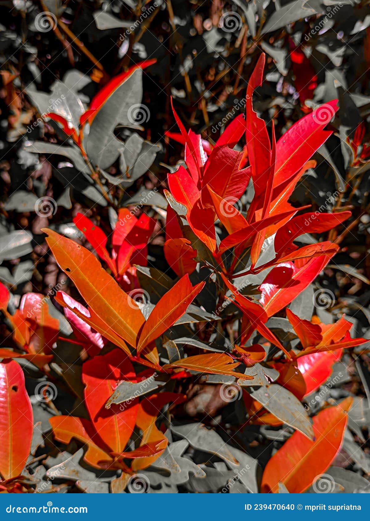 Red Leaf Photinia Of Photinia Glabra Robin. Flower`s Leaves Are Raised ...