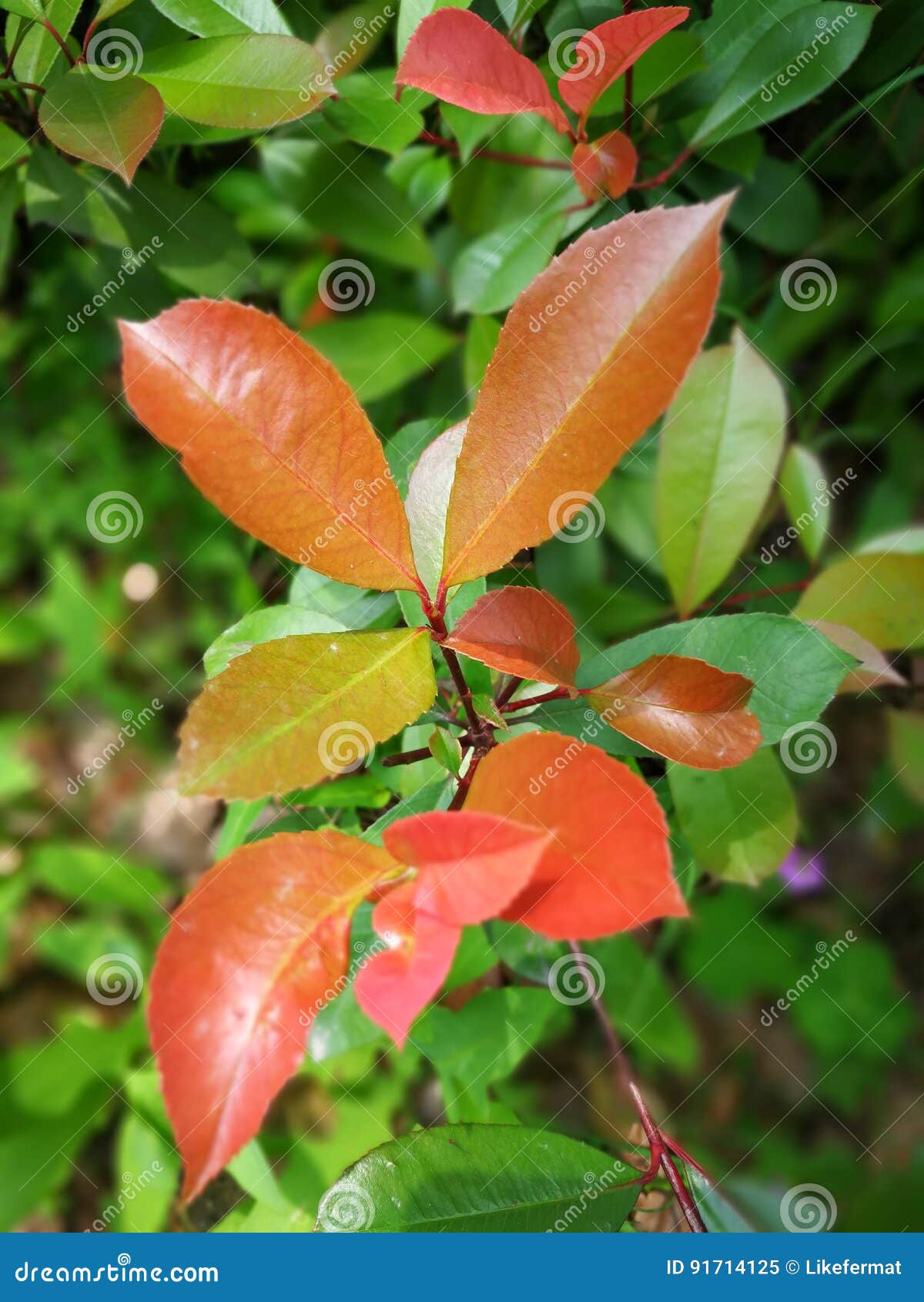 Red Leaf Photinia Of Photinia Glabra Robin. Flower`s Leaves Are Raised ...
