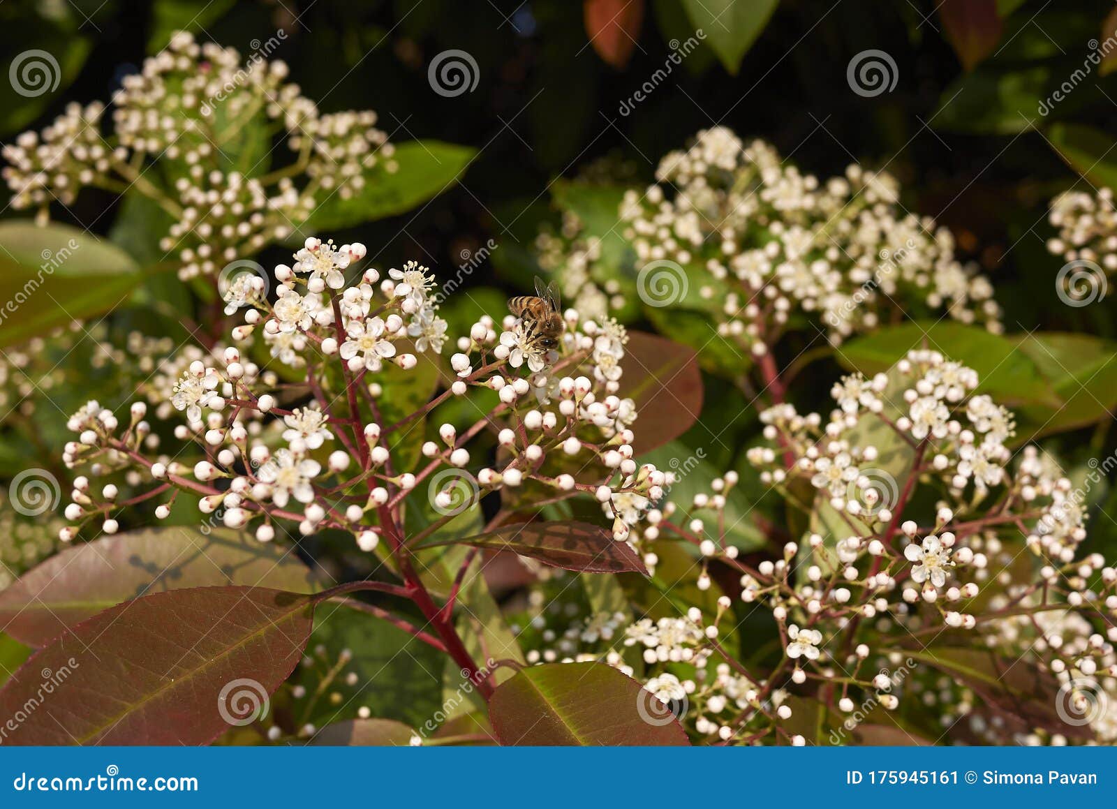 Photinia shrub in bloom stock image. Image of hedge - 175945161