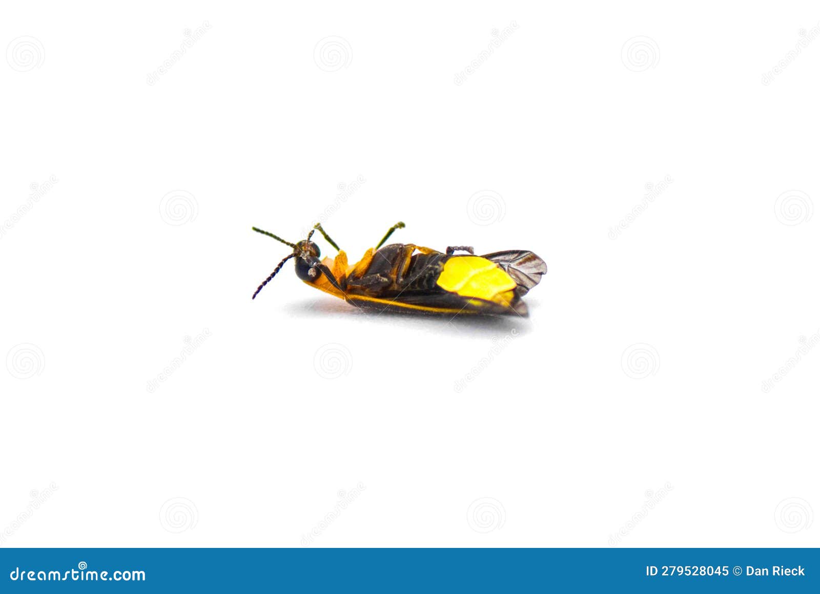 Photinus Collustrans - a Firefly or Fire Fly, Lightning Bug, Glowworm ...