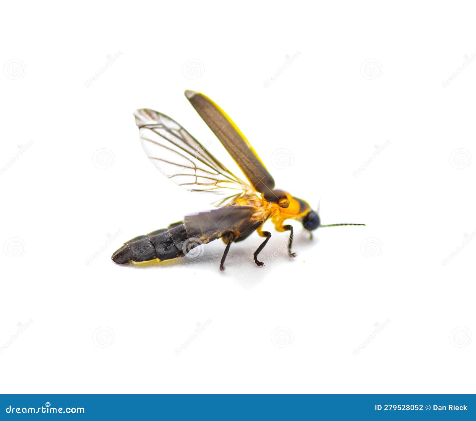 Photinus Collustrans - a Firefly or Fire Fly, Lightning Bug, Glowworm ...