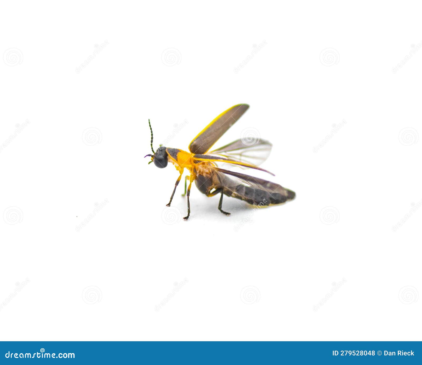 Photinus Collustrans - a Firefly or Fire Fly, Lightning Bug, Glowworm ...