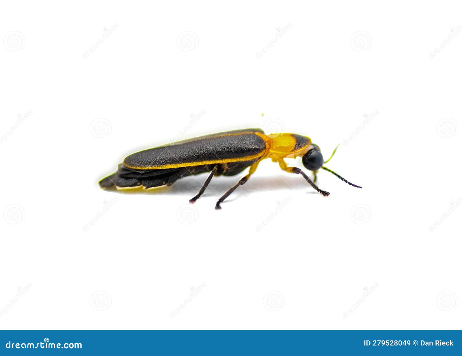Photinus Collustrans - a Firefly or Fire Fly, Lightning Bug, Glowworm ...