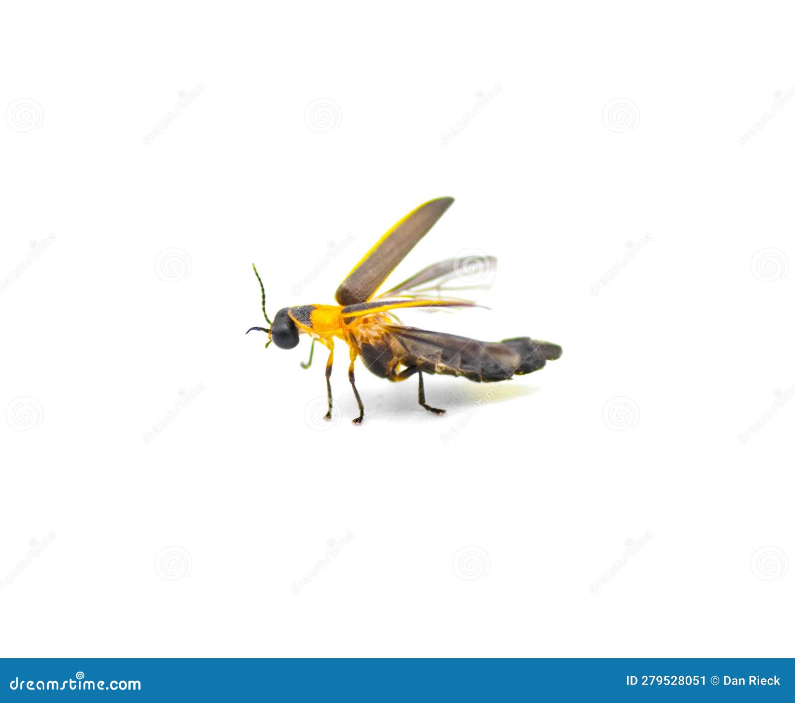 Photinus Collustrans - a Firefly or Fire Fly, Lightning Bug, Glowworm ...