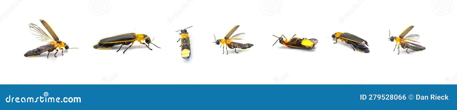 Photinus Collustrans - a Firefly or Fire Fly, Lightning Bug, Glowworm ...