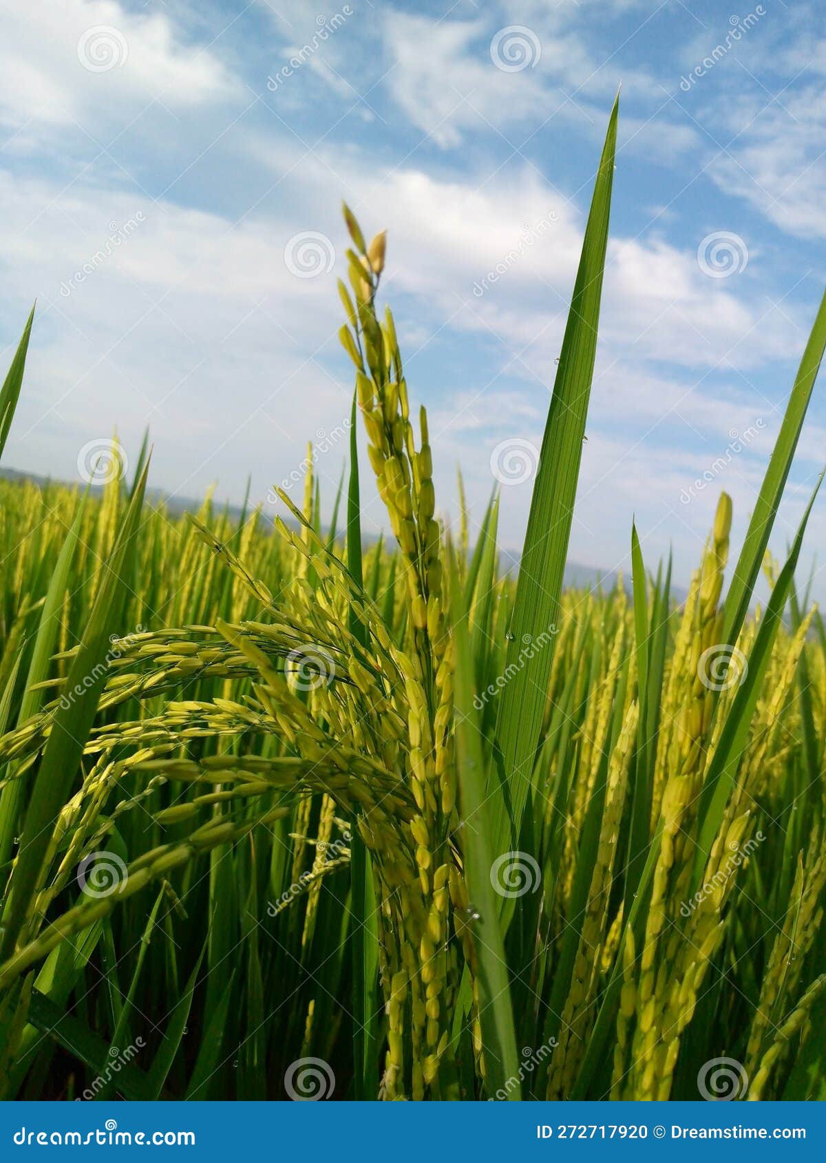 Photo of Agricultural Products in the Fields Stock Photo - Image of ...