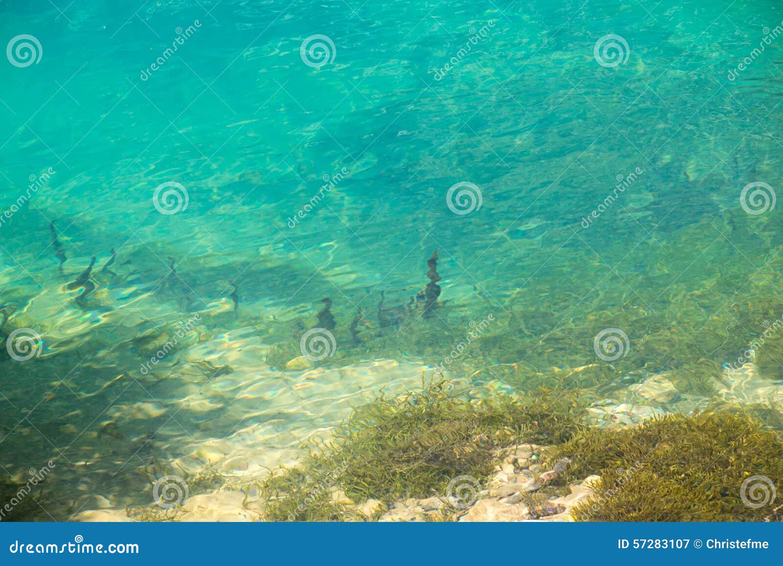 Photo of algae under water stock image. Image of nature - 57283107