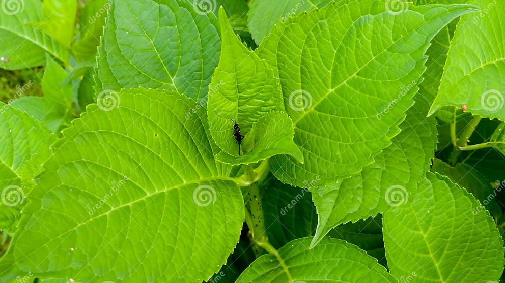 An Ant Sitting on a Hydrangea Leaf in Macro Stock Photo - Image of ...