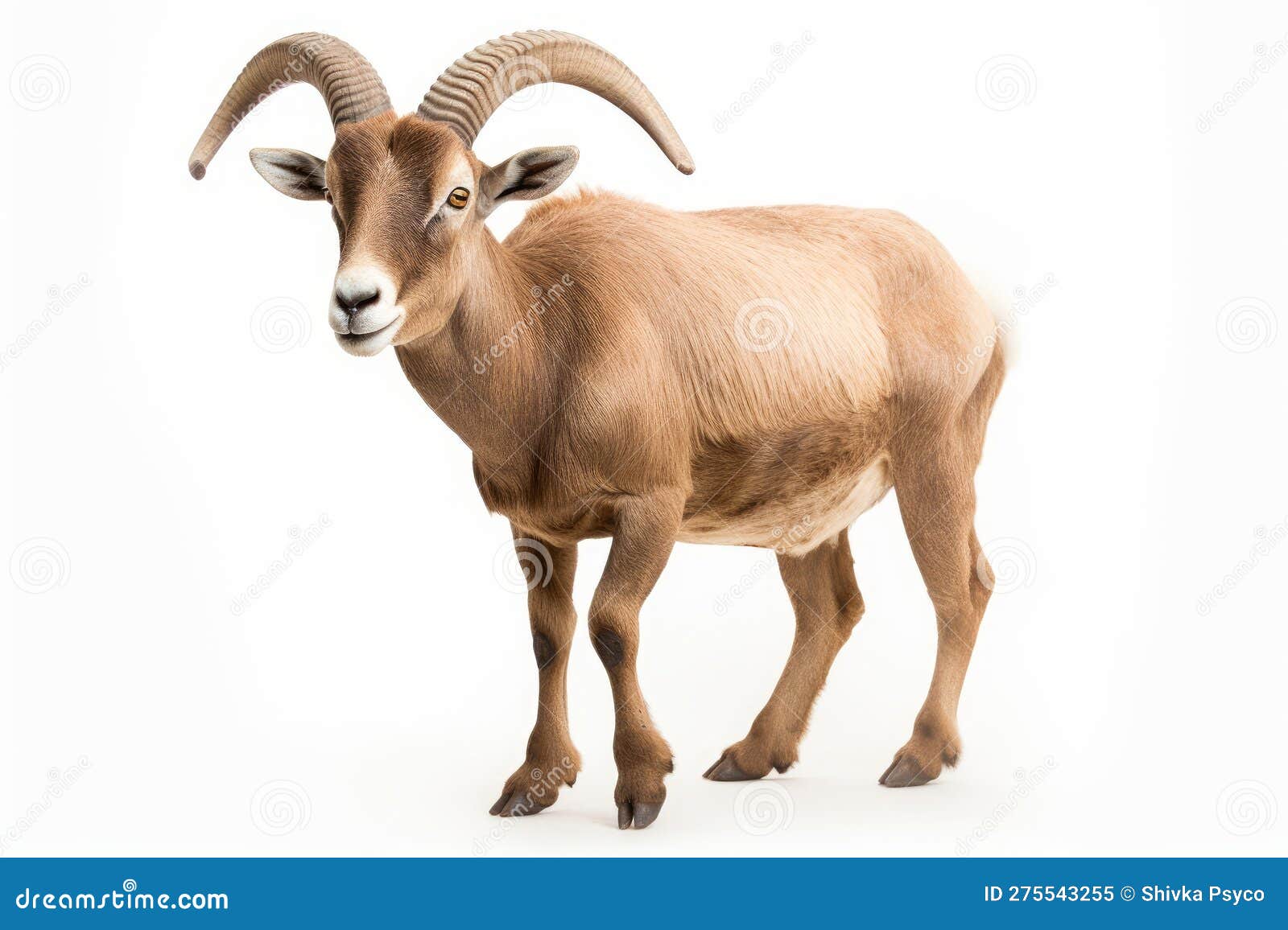 Antelope Bovidae Silhouette Cartoon Vector | CartoonDealer.com #213408787