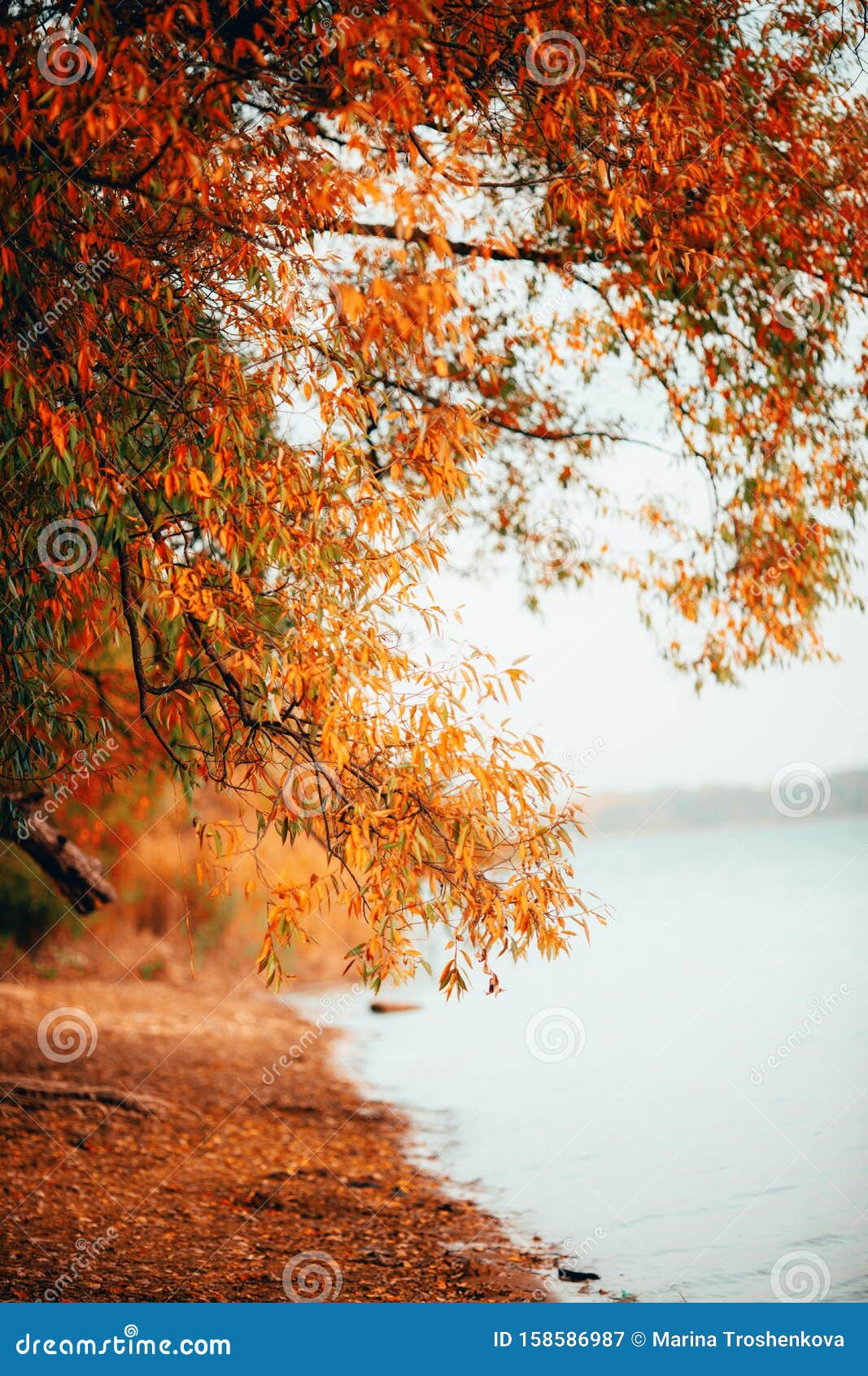 Photo of Autumn Orange Trees, River Stock Image - Image of picturesque ...