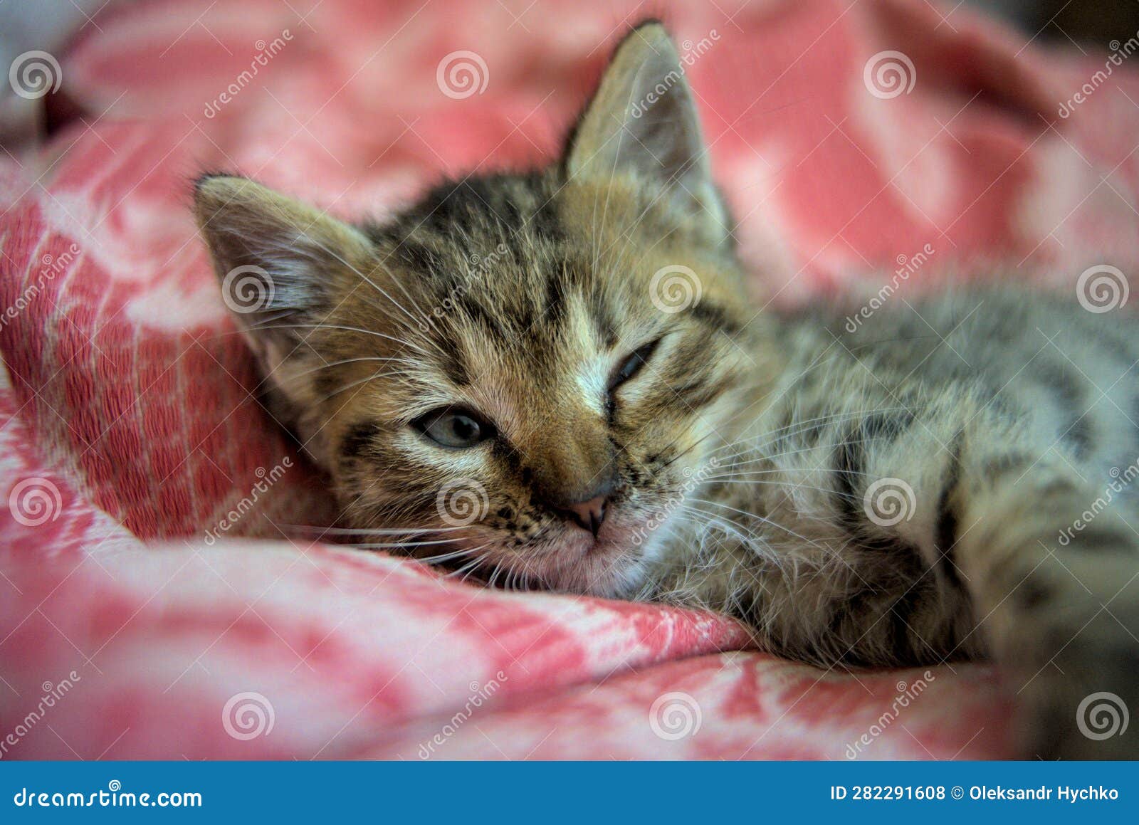 Photo of Awake Tabby Kitten Stock Photo - Image of white, accessory ...