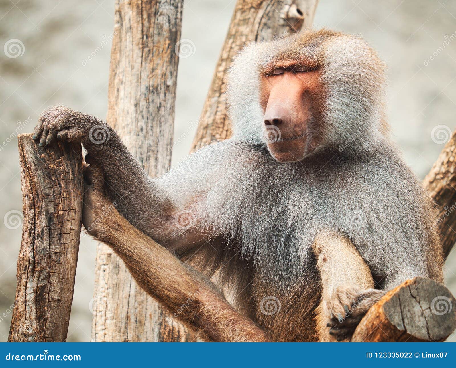 Baboon portrait stock photo. Image of primate, nose - 123335022