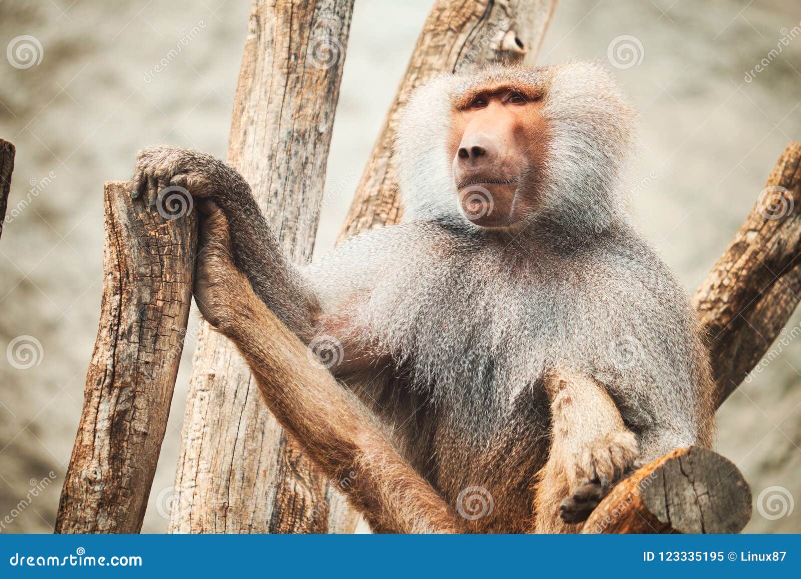 Baboon portrait stock image. Image of fauna, male, africa - 123335195