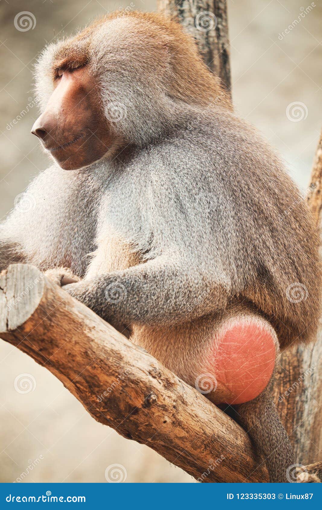 Baboon portrait stock image. Image of king, exotic, male - 123335303