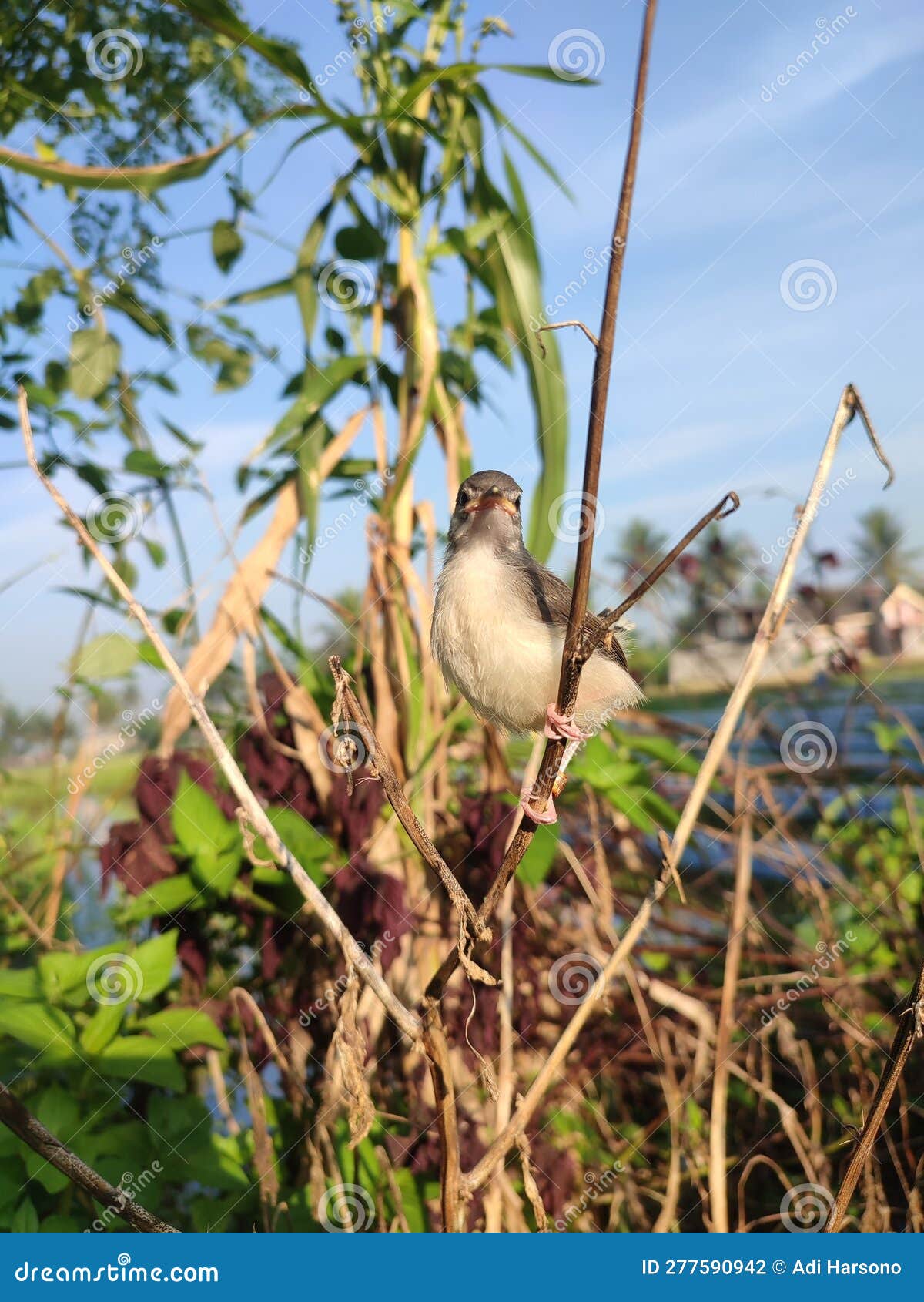 Photo of a Baby Bird that Has Started To Fly and is Basking Stock Photo ...
