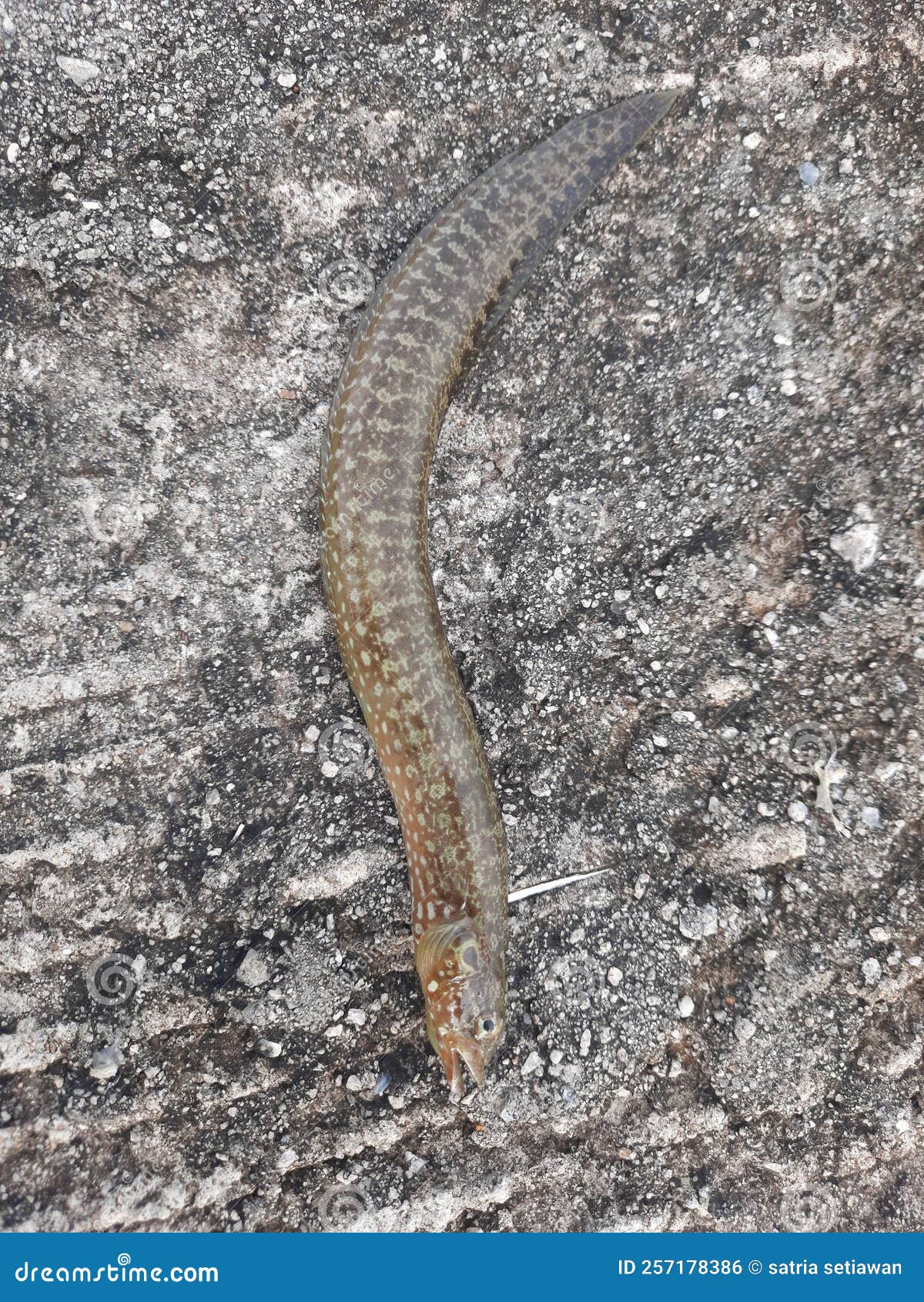 A photo of a baby eel stock photo. Image of frog, animal - 257178386