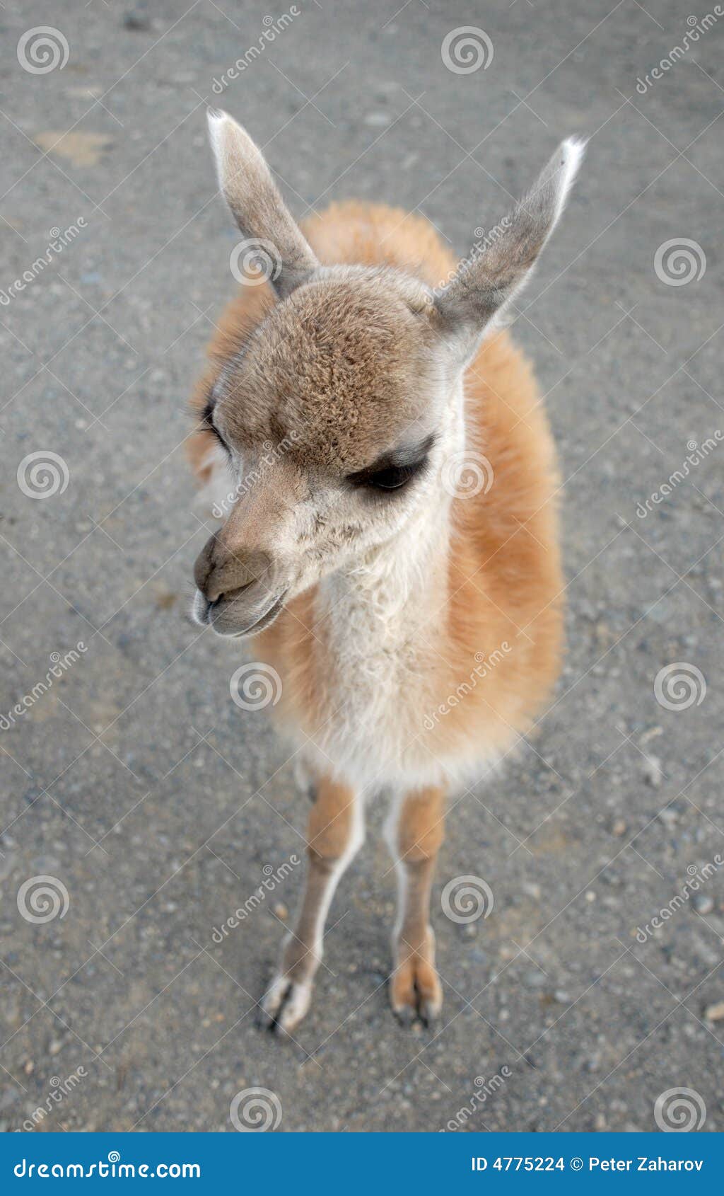 A photo of baby of guanaco stock photo. Image of nature - 4775224