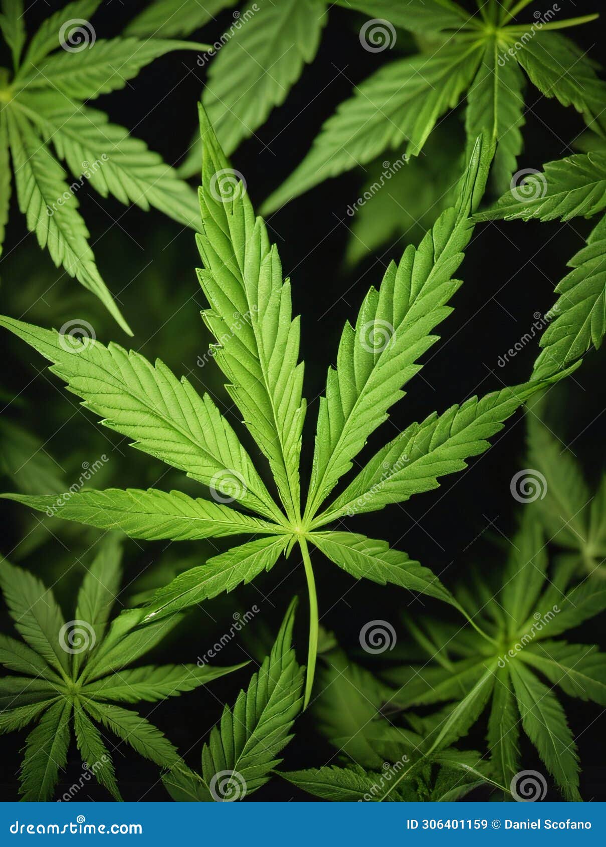 Photo of Background from the Marijuana Leaf, Design Pattern Artwork ...