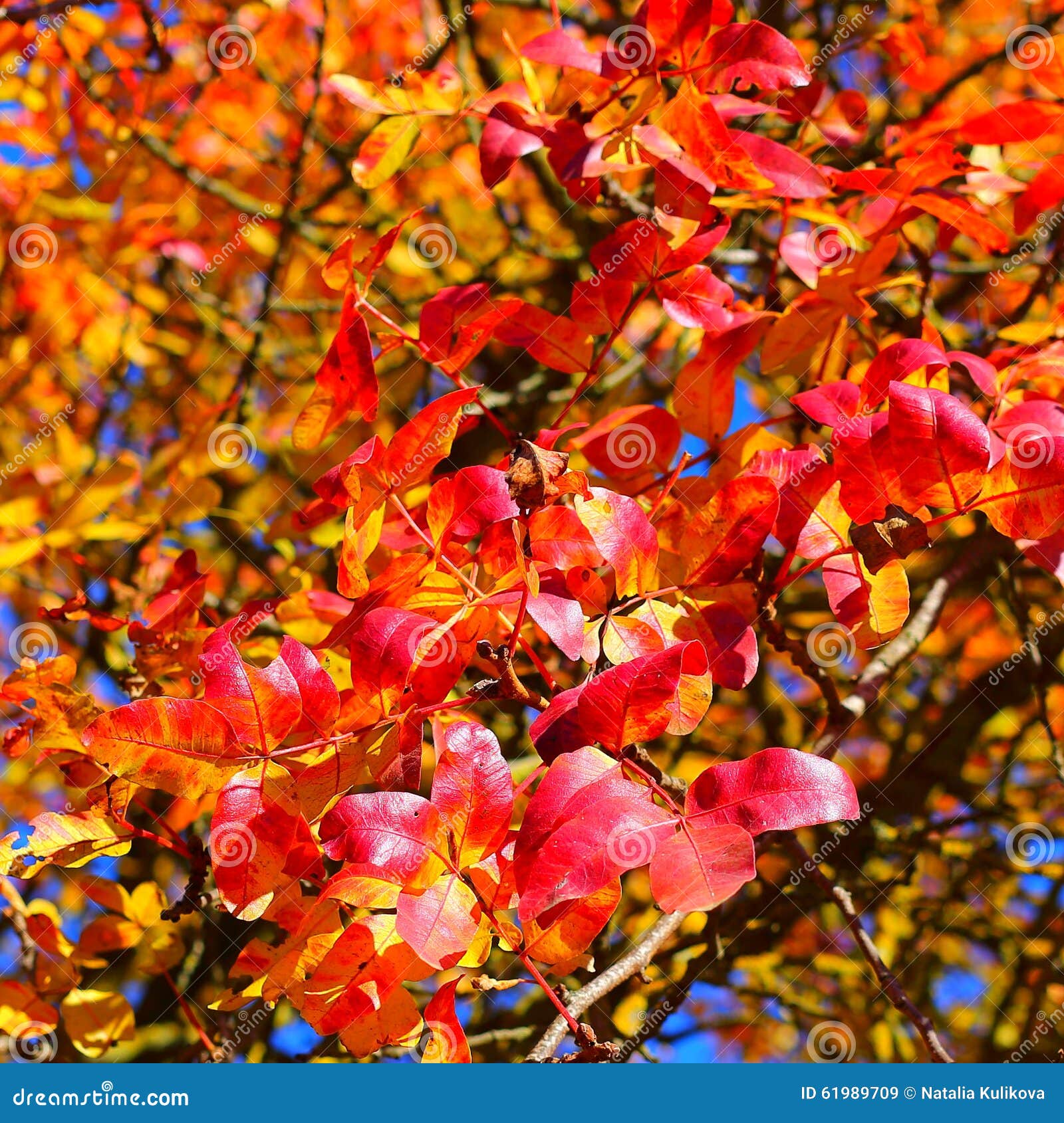 Photo Background with Red Leaves on a Tree Branch Stock Image - Image ...