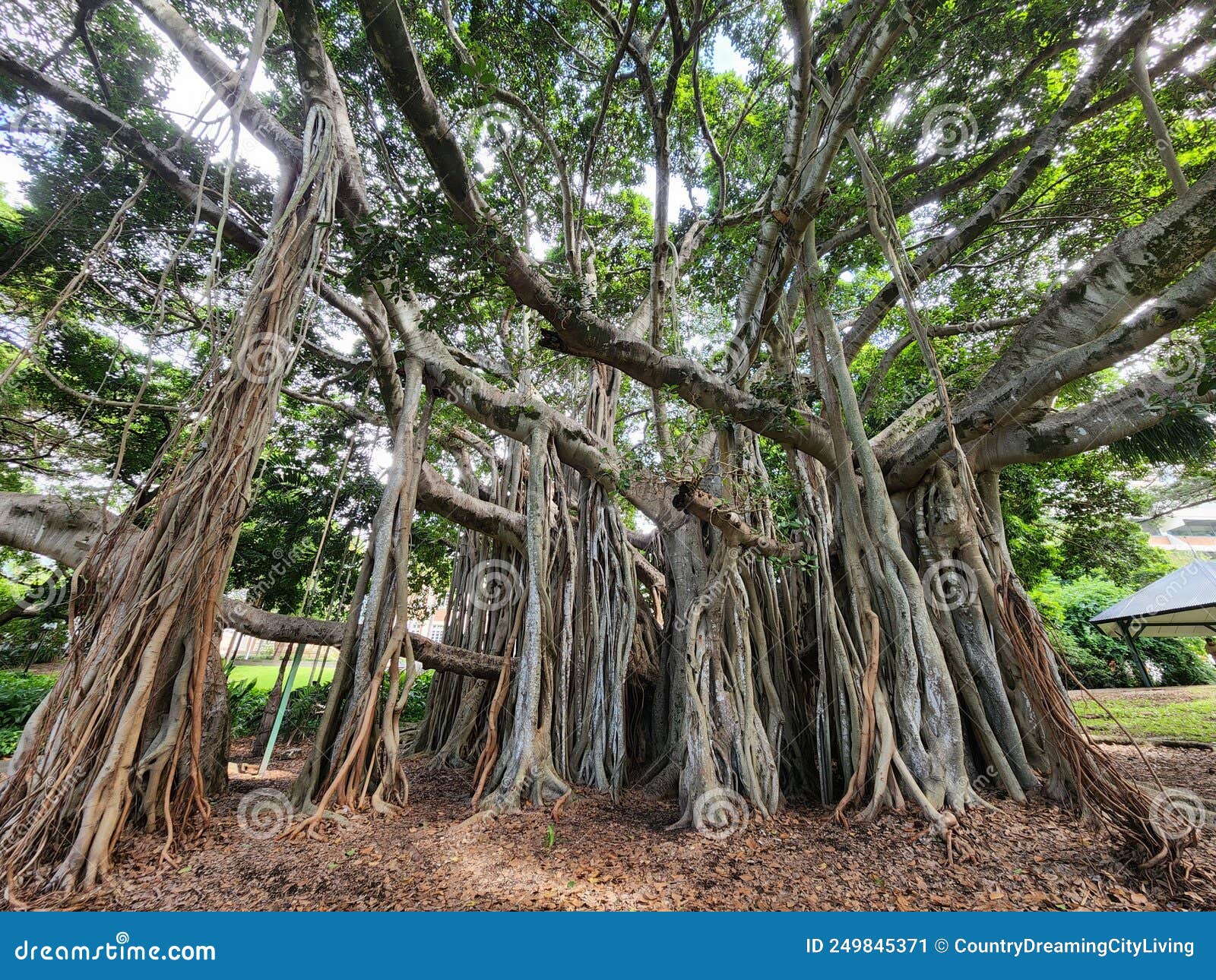 Banyan Strangler Fig Tree with Many Roots at Brisbane City Botanical ... Banyan Strangler Fig Tree with Many Roots at Brisbane City Botanical ...