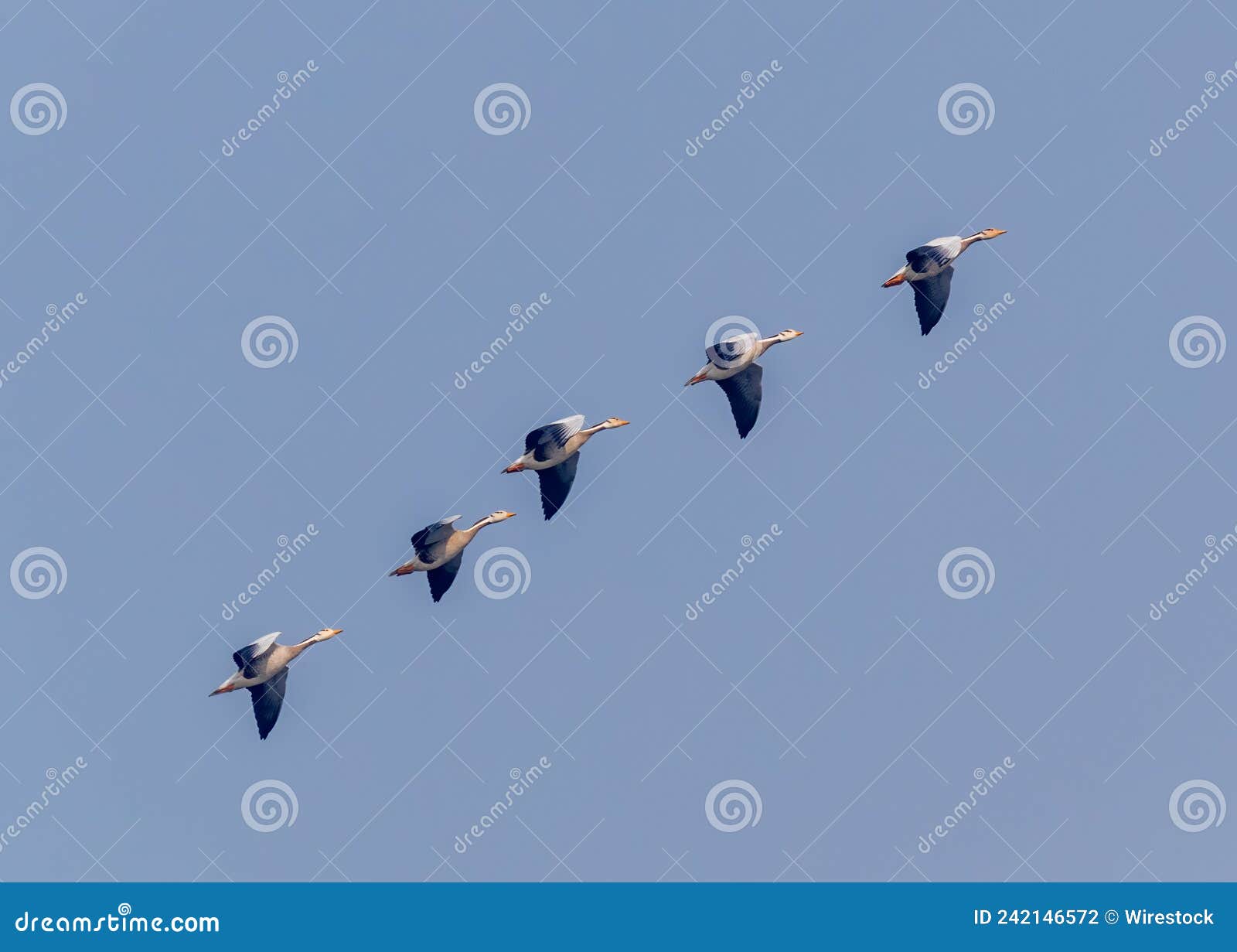 Photo of Bar-headed Geese in Flight Stock Photo - Image of bird ...