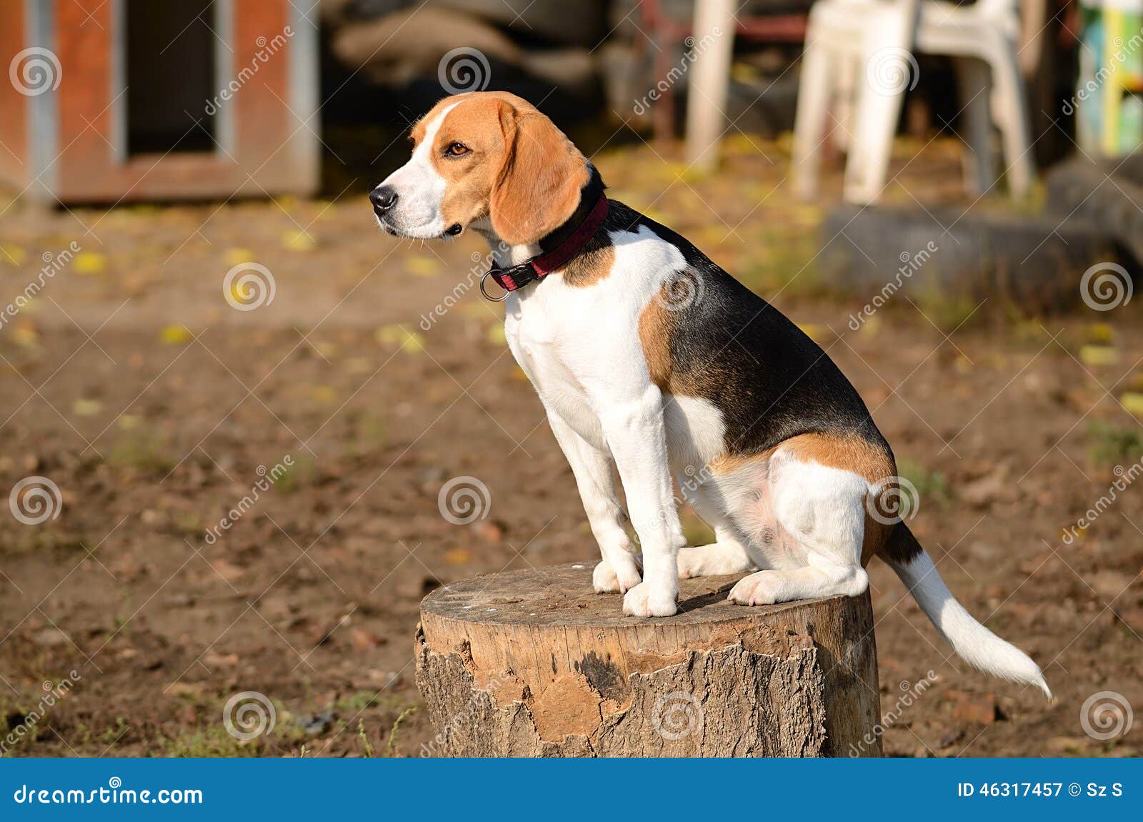 Photo of a Beagle Dog in Garden Stock Image - Image of friendly ...