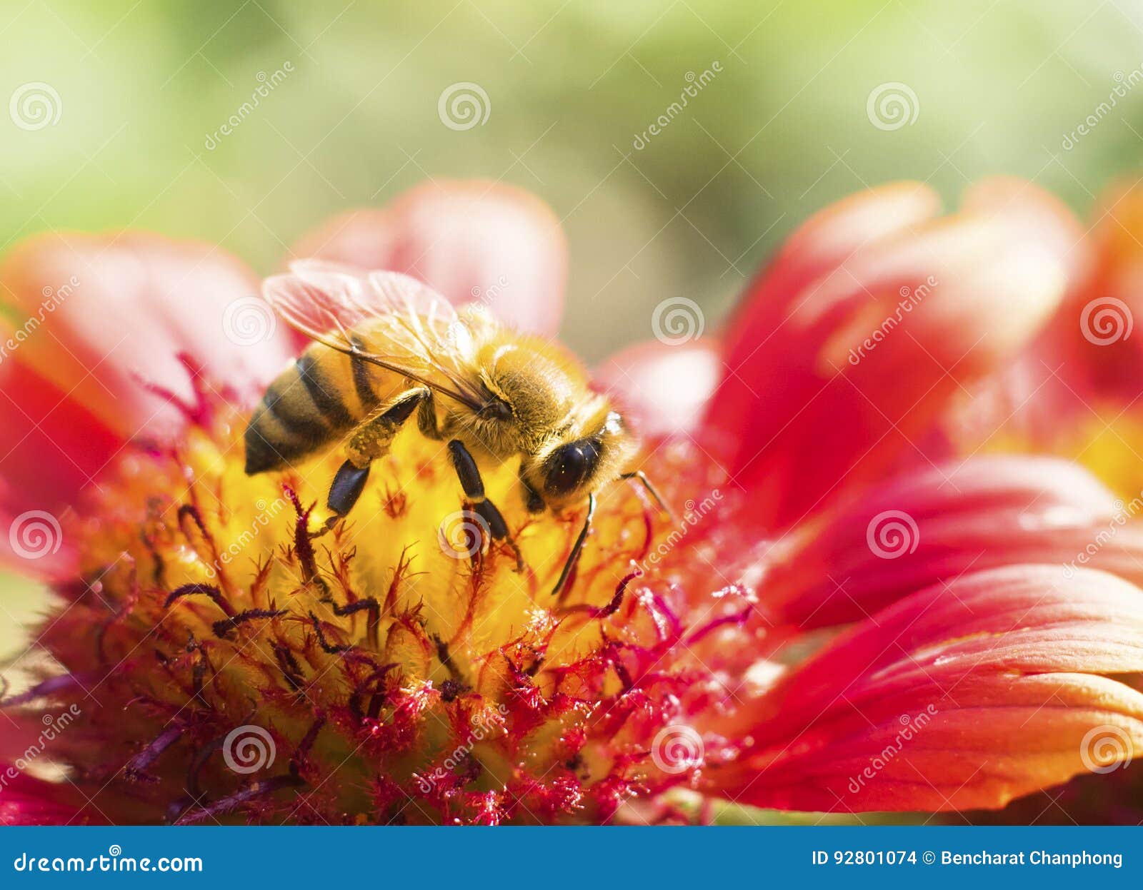 38,355 Sunny Bee Photos - Free & Royalty-Free Stock Photos from Dreamstime