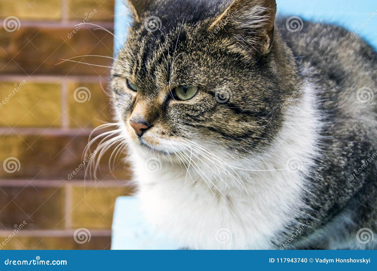 Photo of a Beautiful Cat Light Brown Color Stock Photo - Image of ...