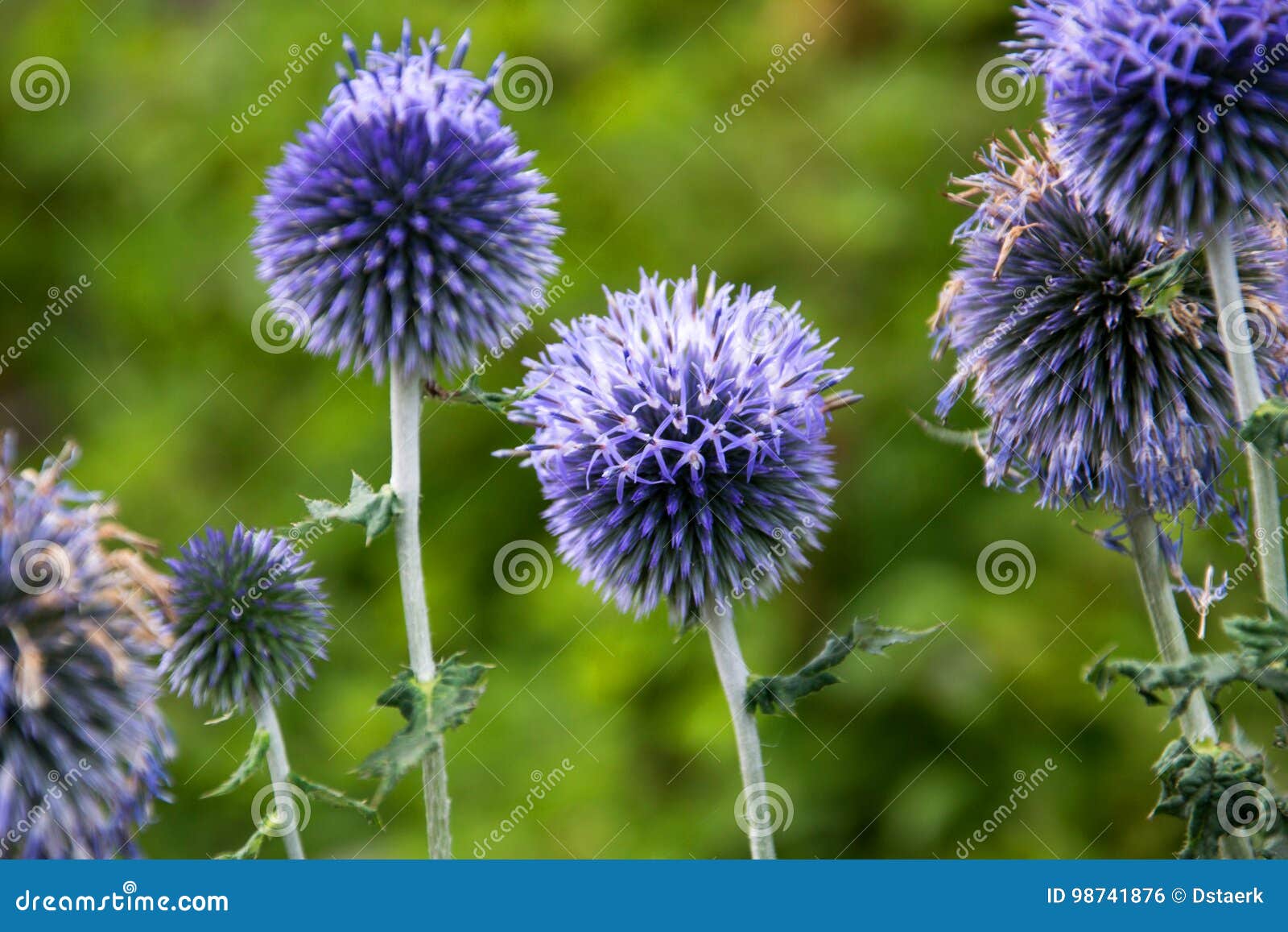 Echinops ritro stock photo. Image of flora, honey, health - 98741876
