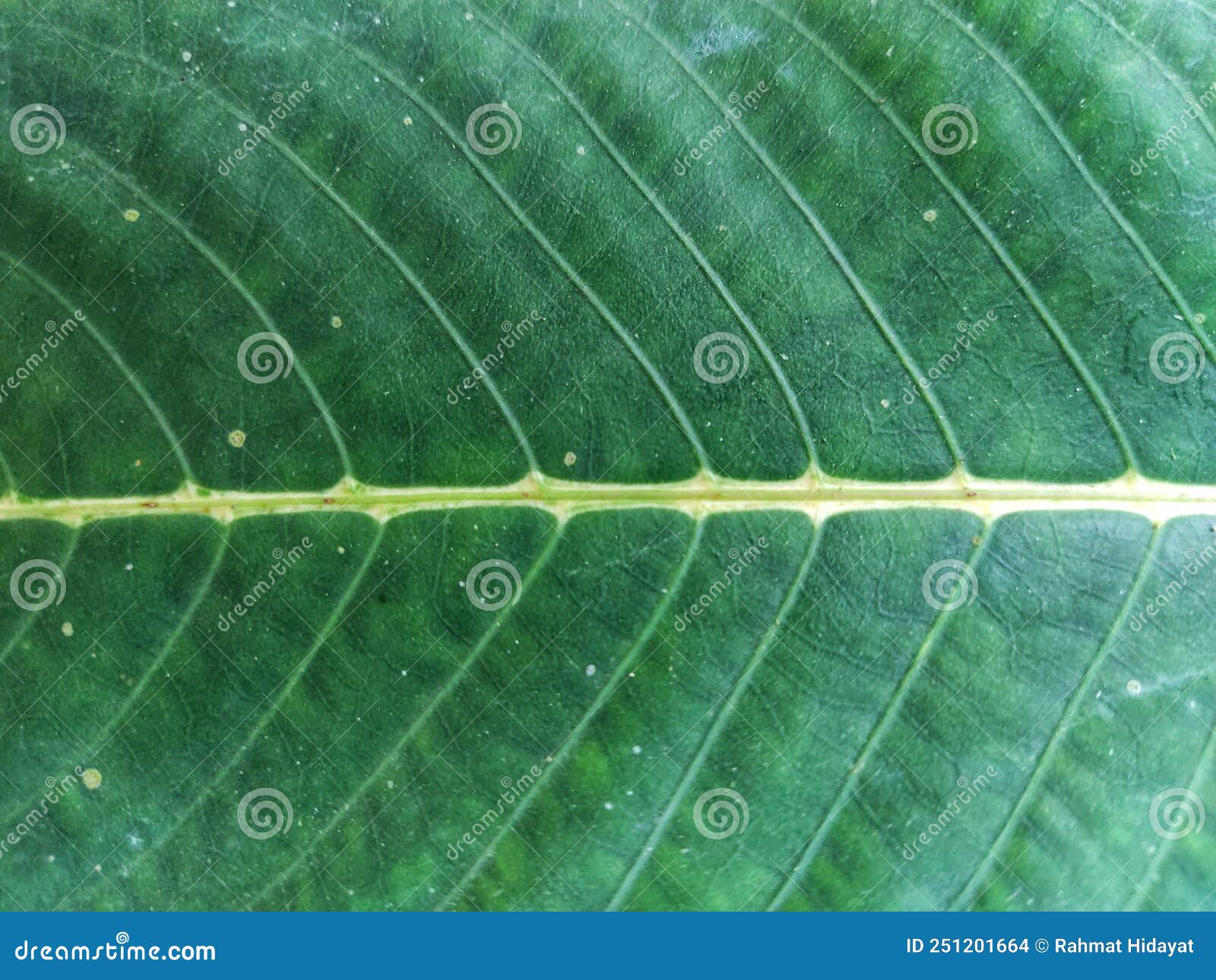 Photo of a Beautiful Leaf Pattern Stock Photo - Image of produce ...