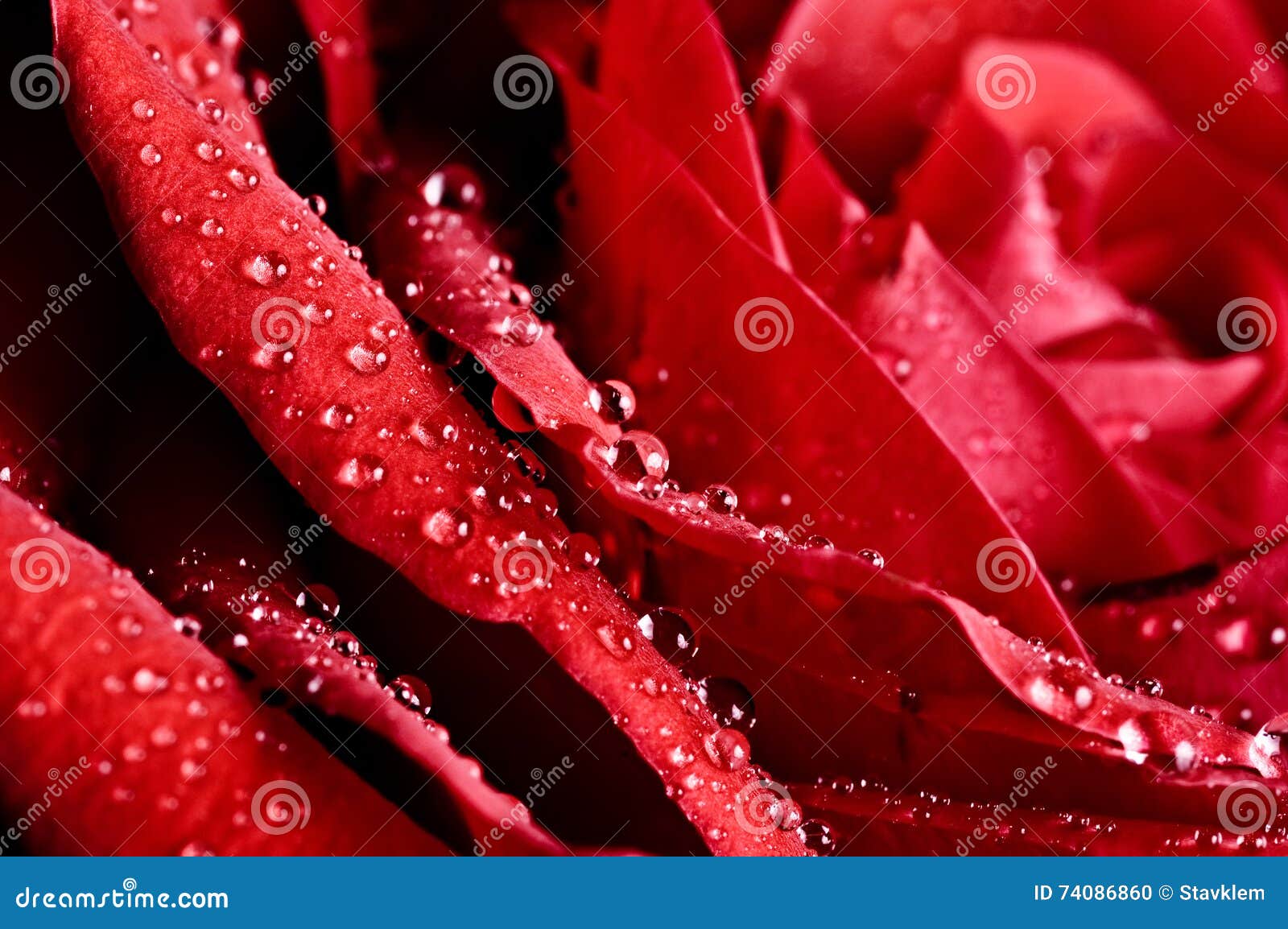 Photo of Beautiful Rose with Water Drops Stock Photo - Image of darling ...